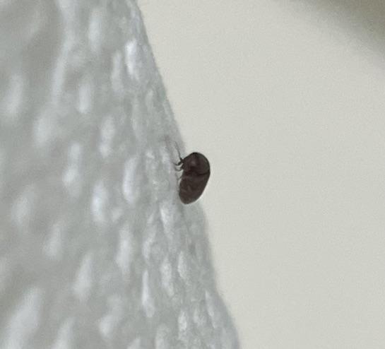 What is this tiny brown bug? | Scrolller