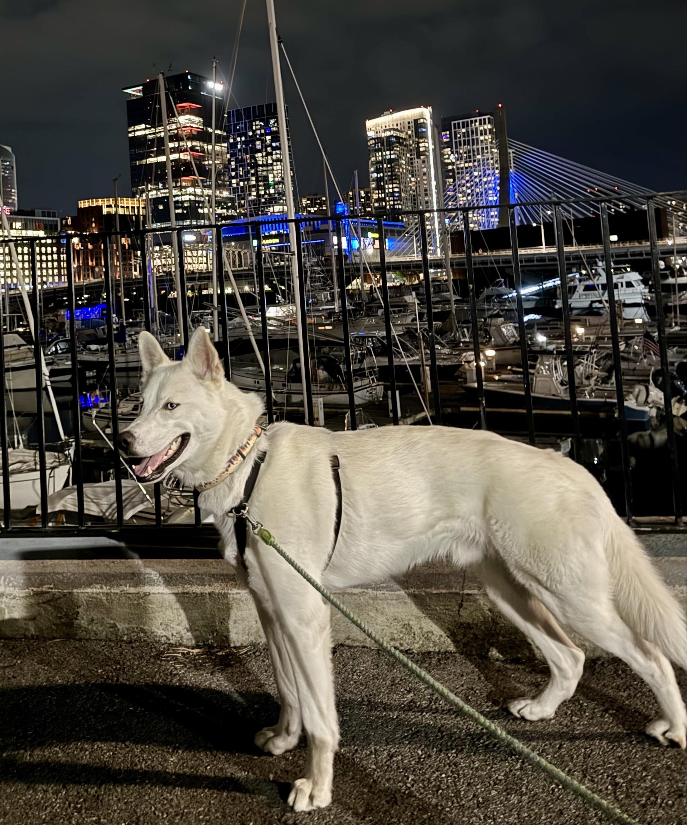 Larry David wasn’t in the mood for photos on last night’s walk but I still got a few good shots ...