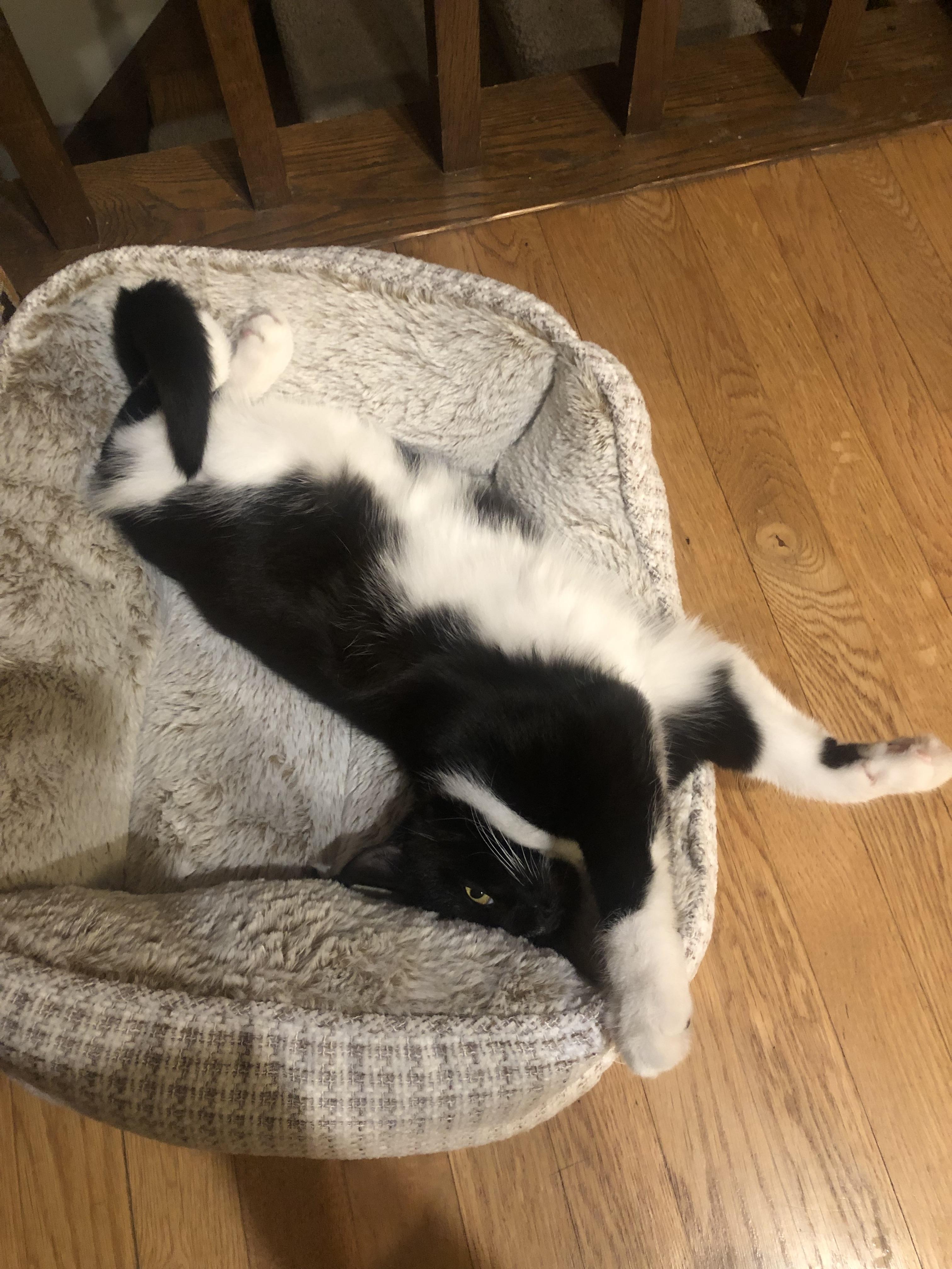 Normal is overrated, Macy likes to lay on her back and stretch out for ...