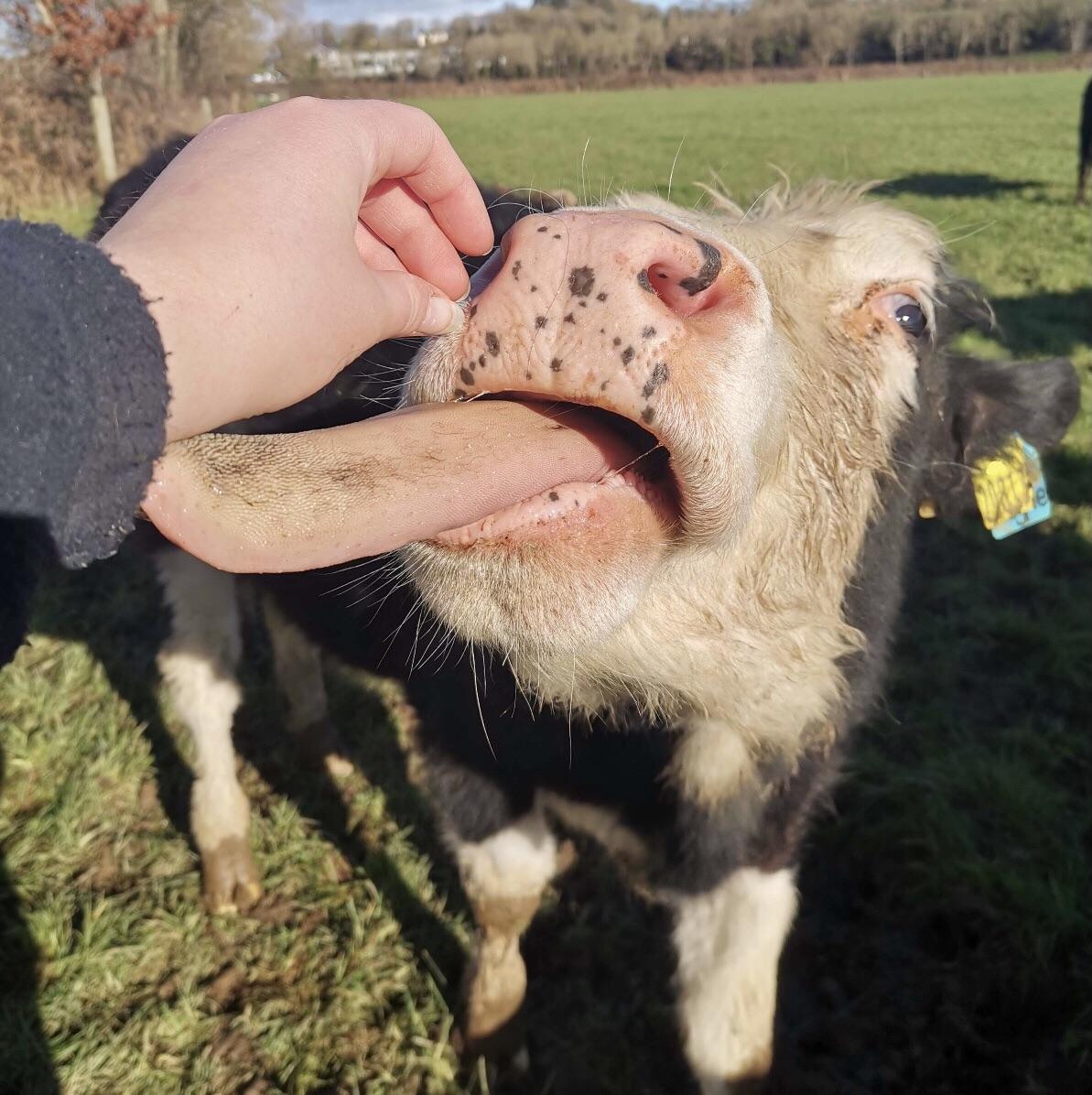 Magpie does the best mlems! | Scrolller