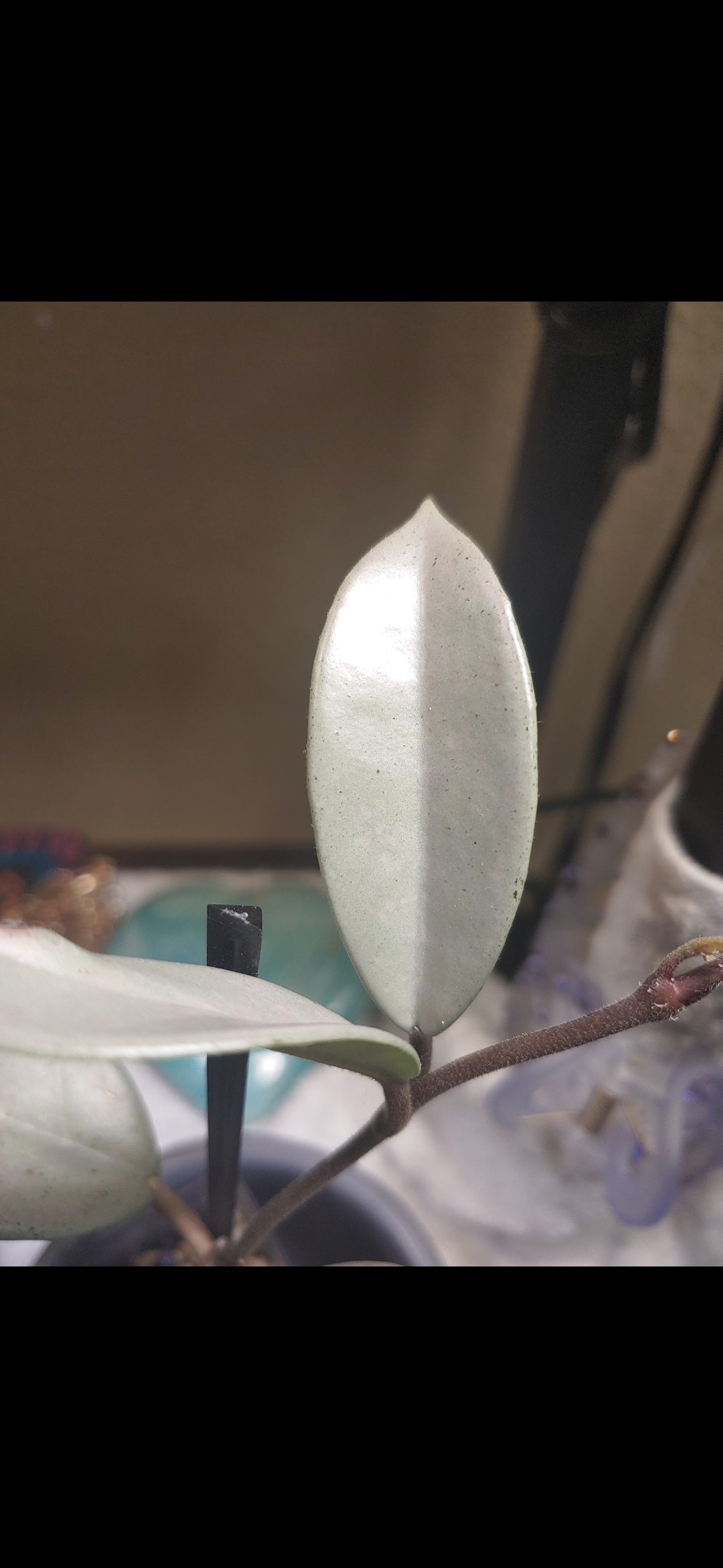 Hoya leaves are so pretty🌱🍁🍂🌾 Each leaf is a work of art 🎋🎨💅 | Scrolller