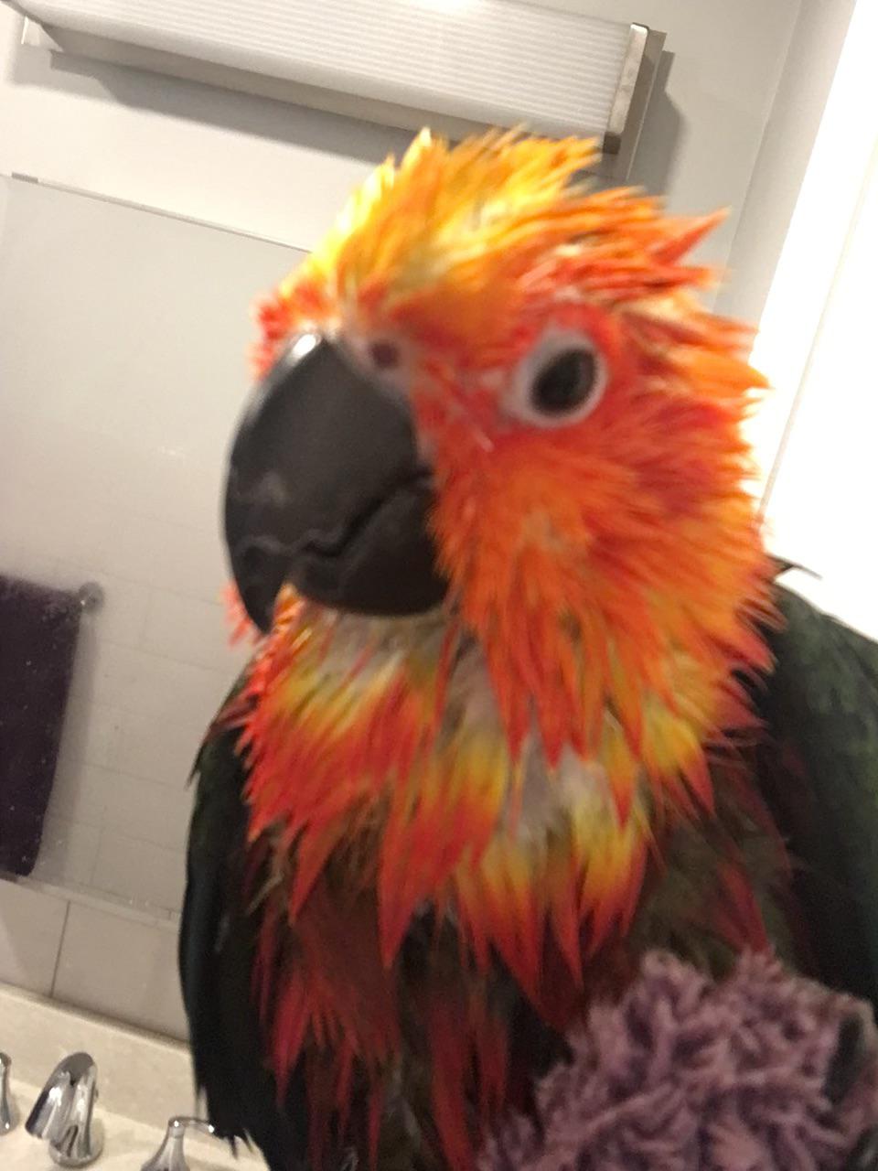 Wet chicken | Scrolller