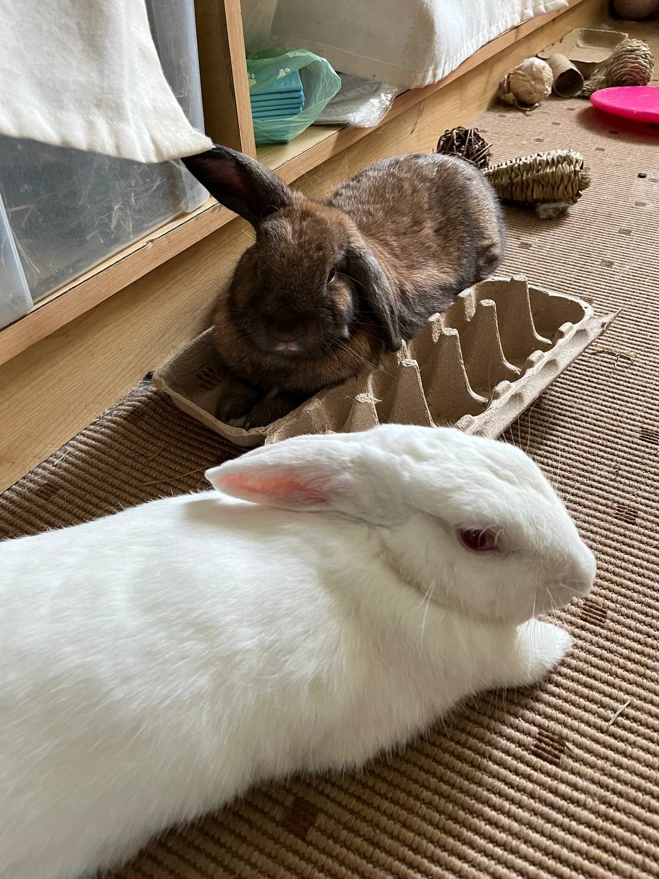 What a strange looking egg | Scrolller