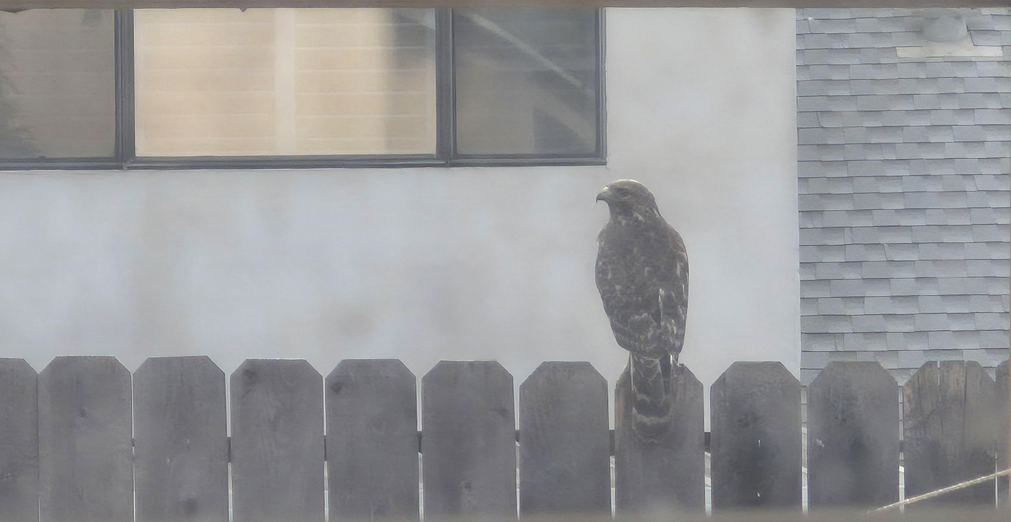 What is this SoCal hawk? | Scrolller