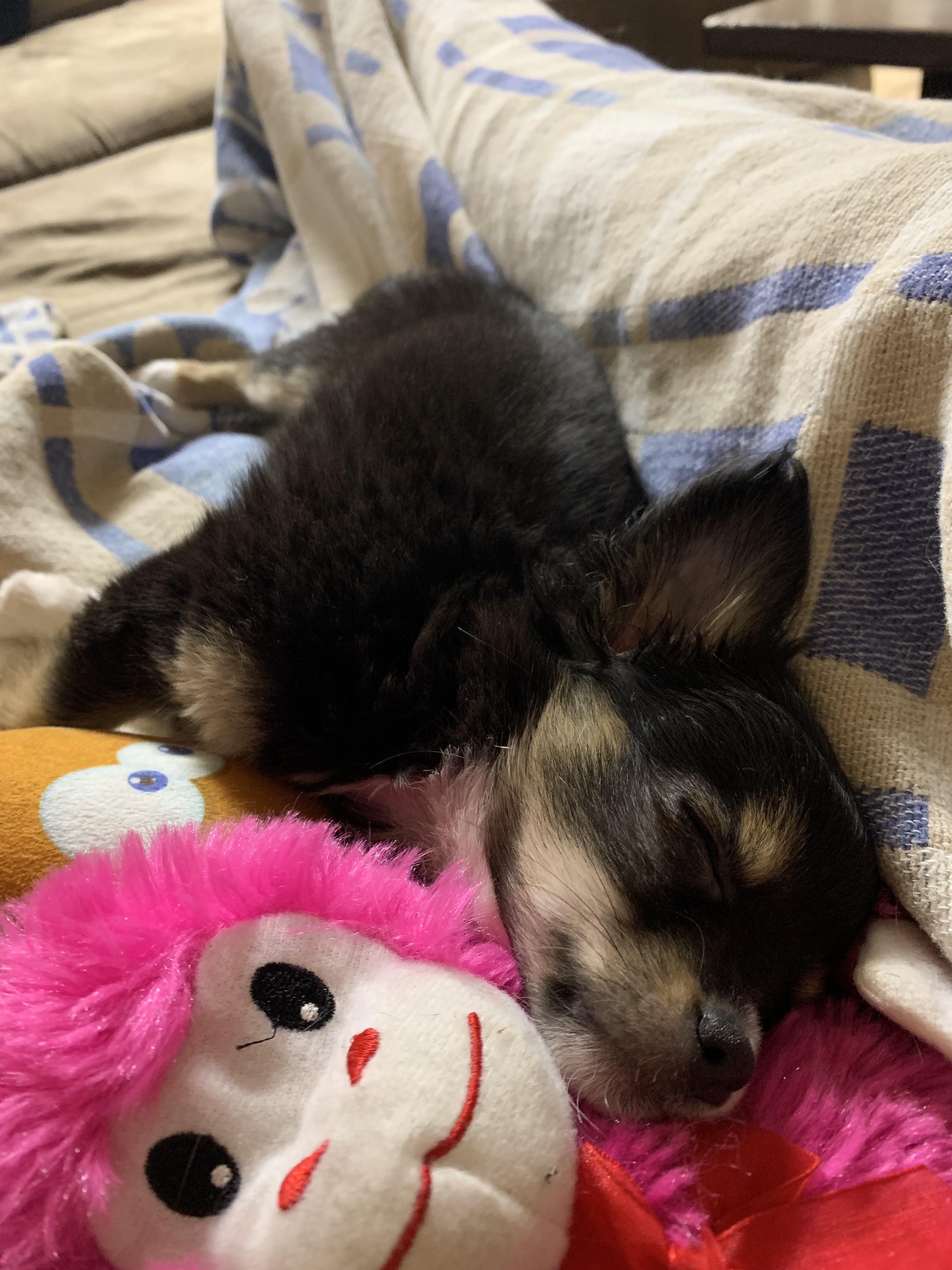 Our New Little Pup! | Scrolller