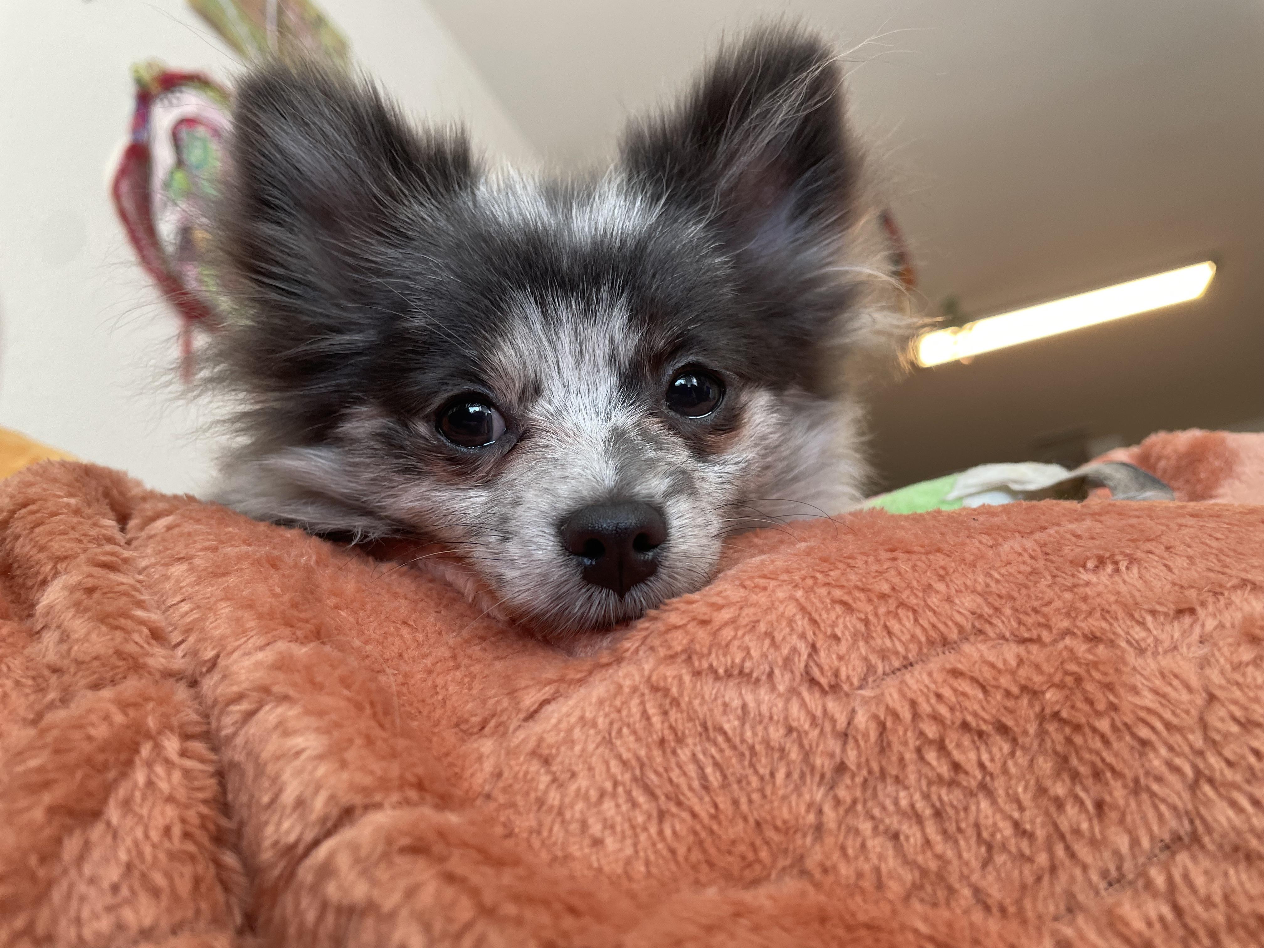 What are ur poms signs? | Scrolller