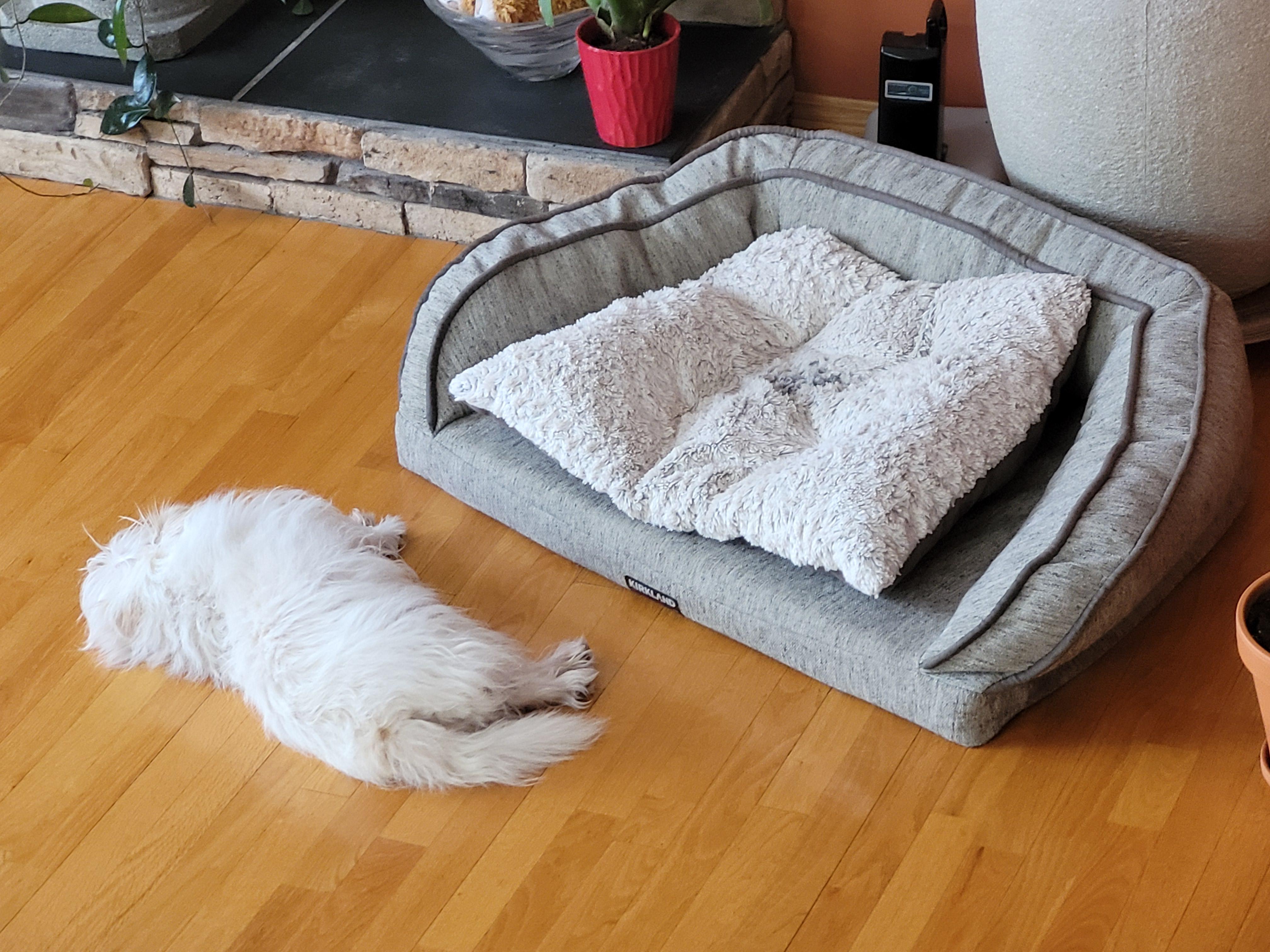 My dog lagged out today | Scrolller