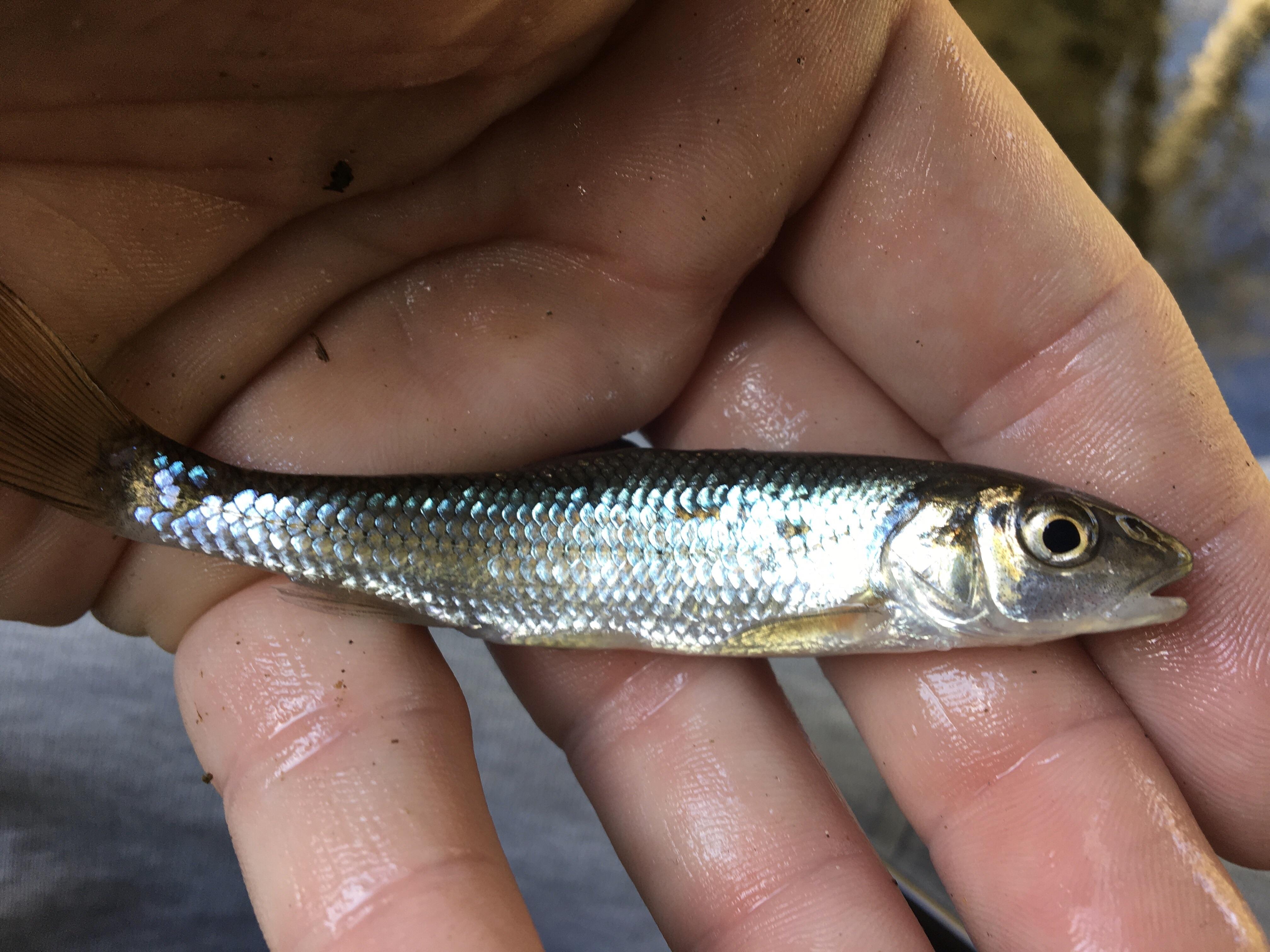 Identification Help | Scrolller