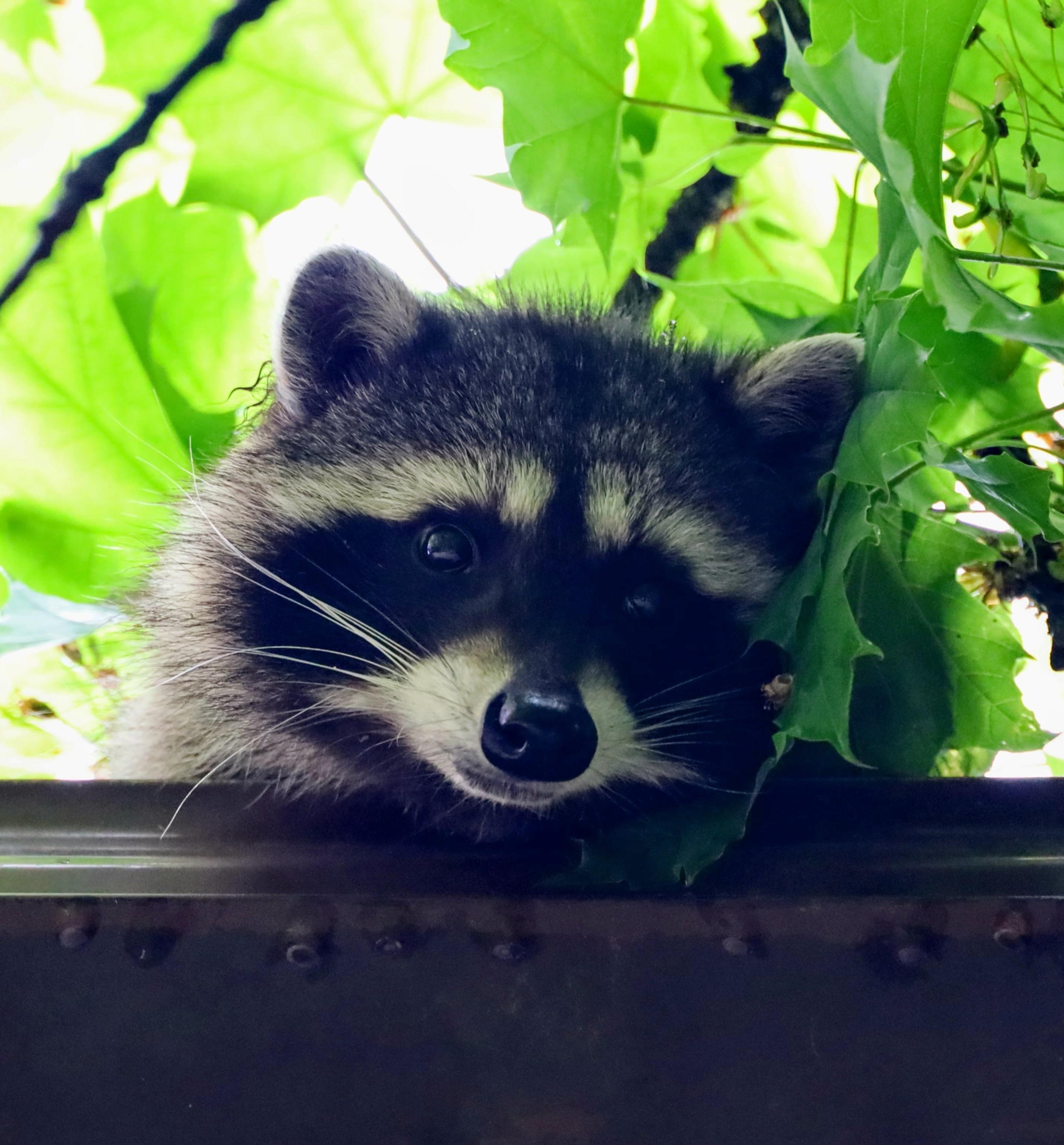 Rooftop Friend | Scrolller