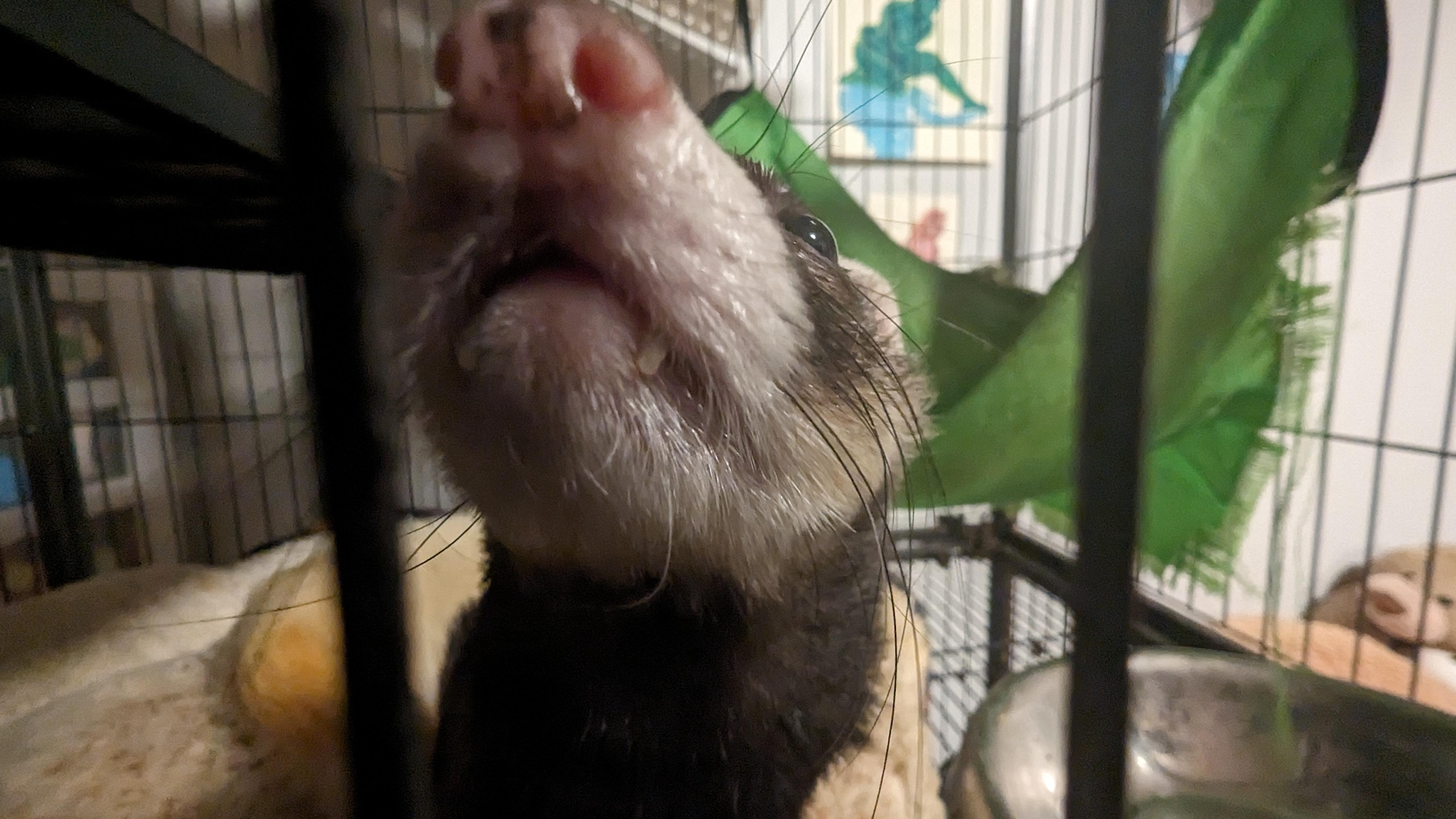 I demand you all take x.5 photos of your ferrets | Scrolller