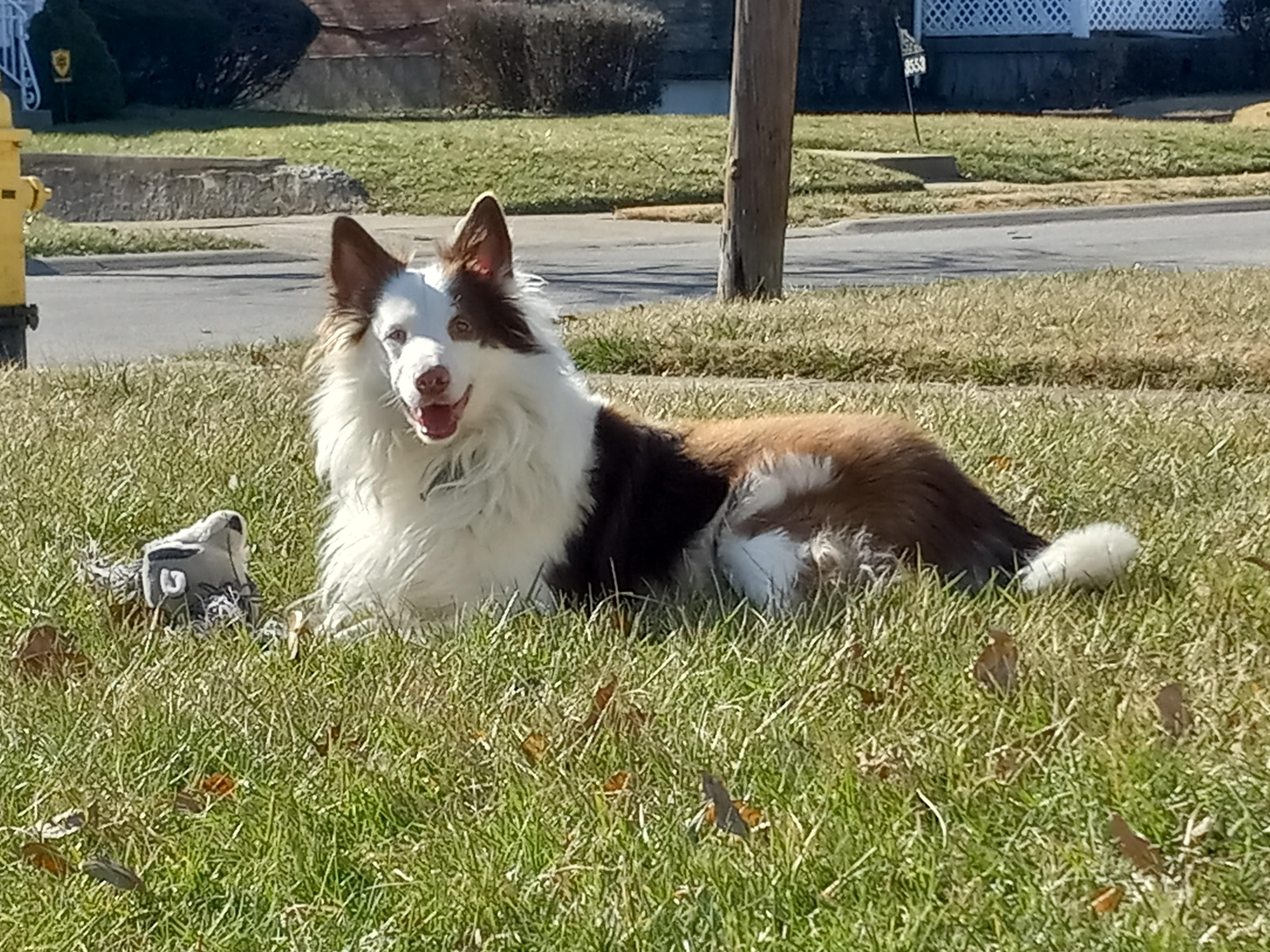 [OC] My boy enjoying some rays and his favorite squeaky raccoon.. | Scrolller