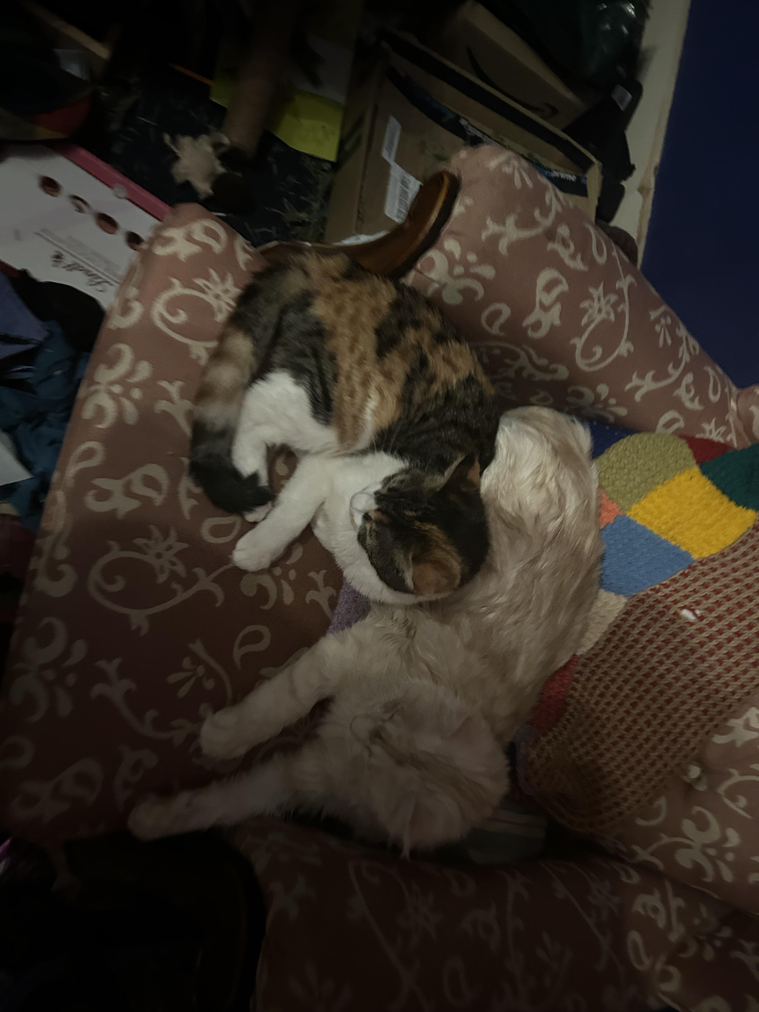 Ziggy and her (adoptive) siblings | Scrolller