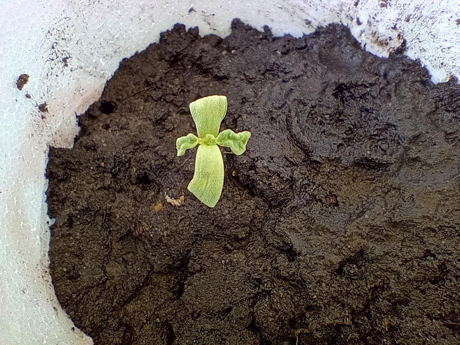 Mystery bagseed/need help identifying | Scrolller