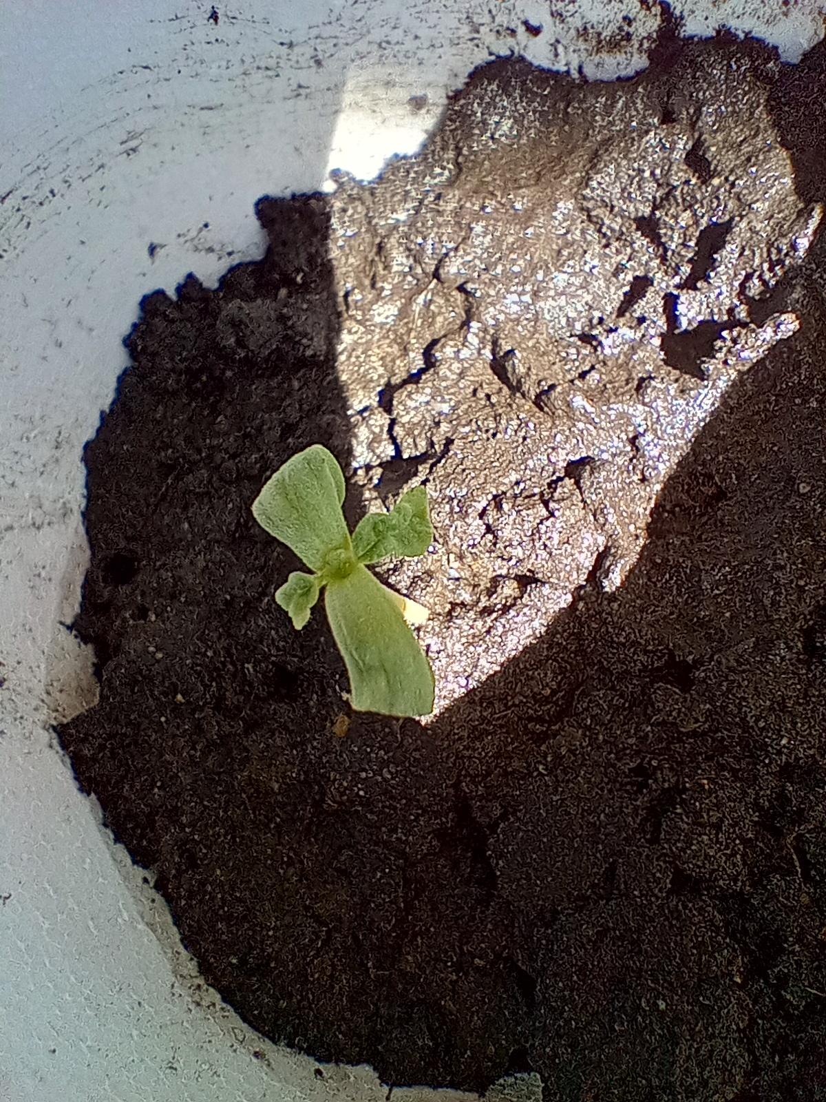 Mystery bagseed/need help identifying | Scrolller