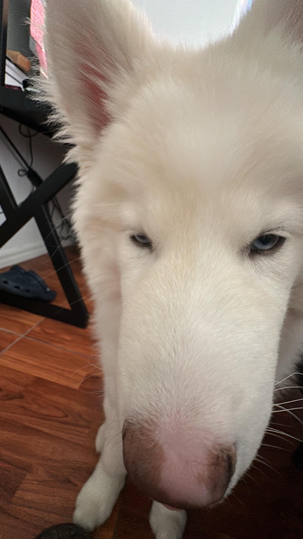 Here’s a few photos of my big nose bbi being goofy | Scrolller