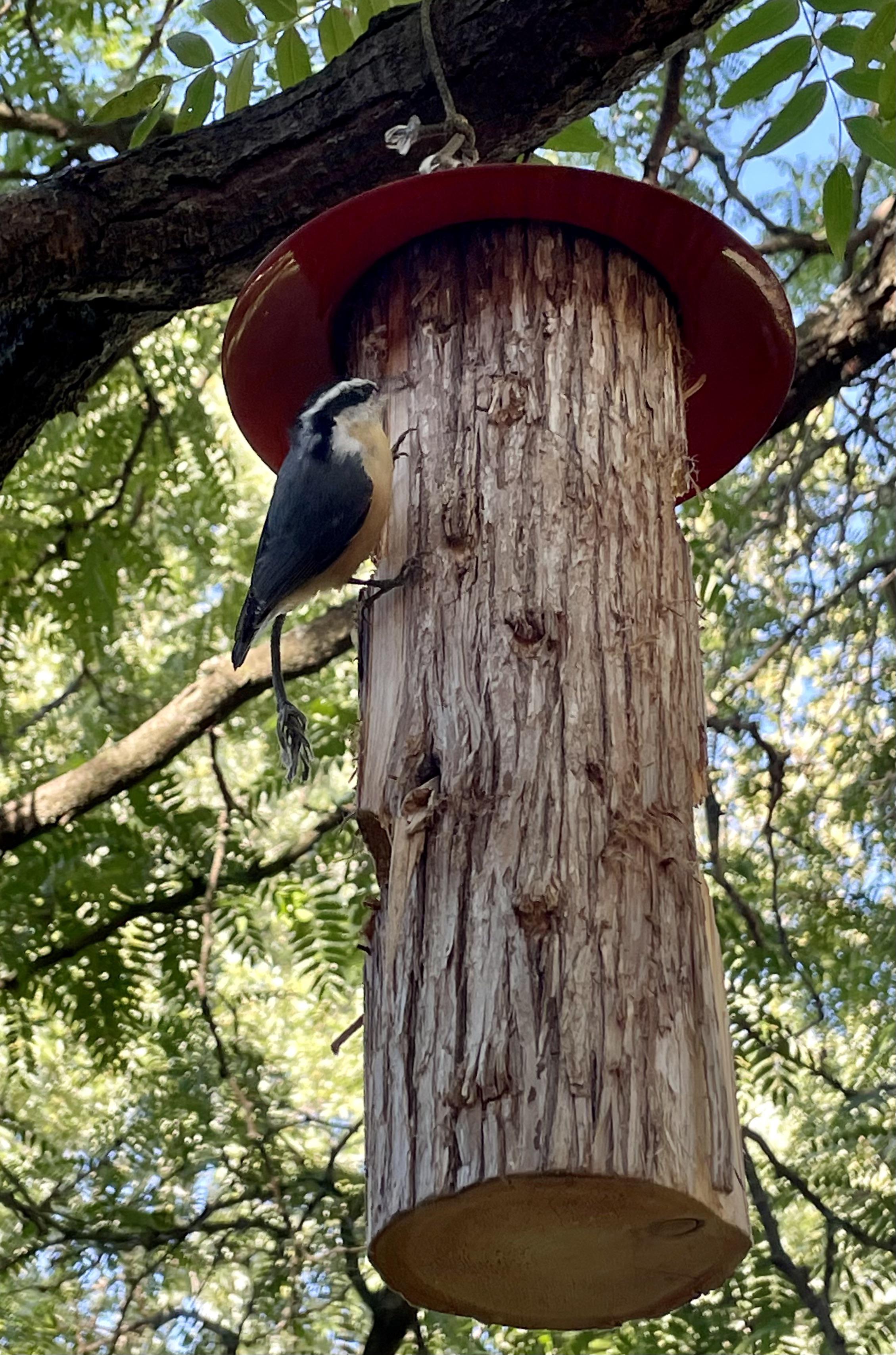 Red breasted nuthatch, Niagara Ontario | Scrolller