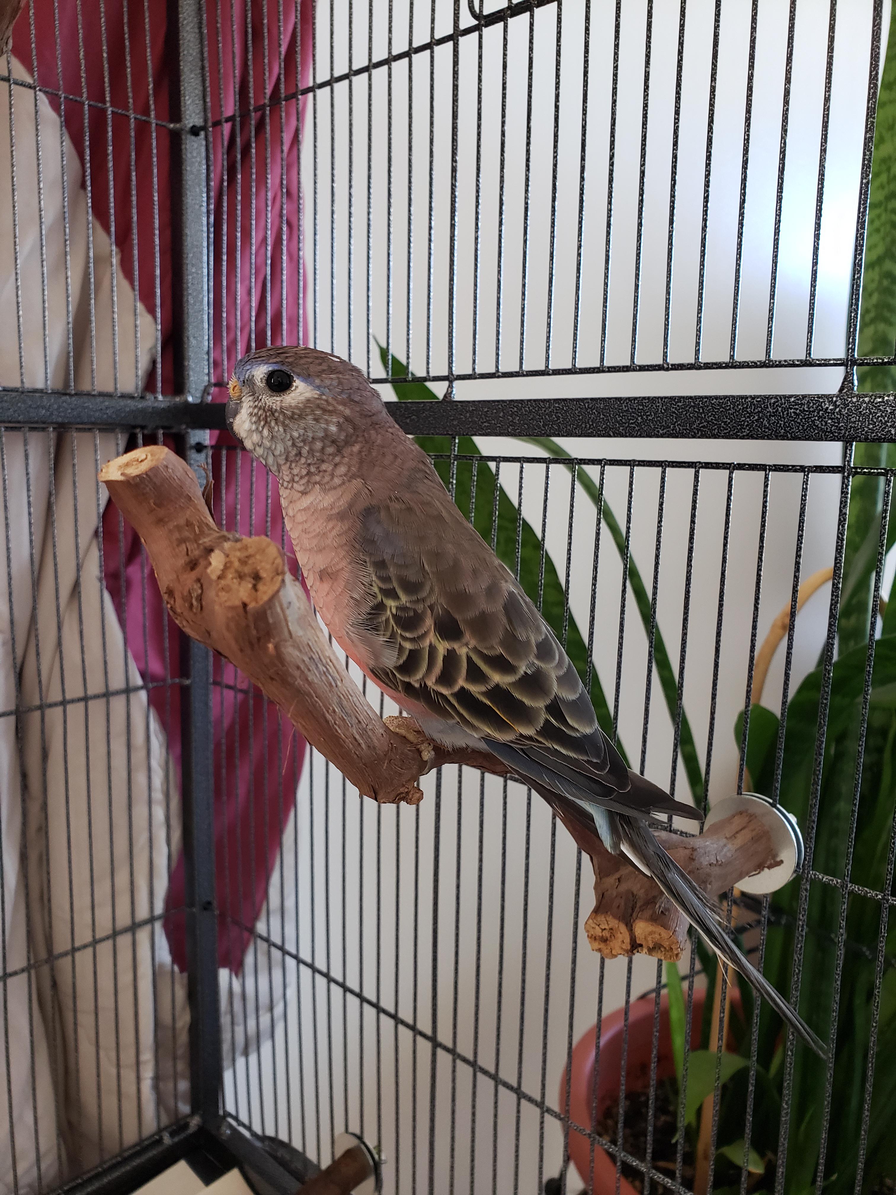 Linus came home today! | Scrolller