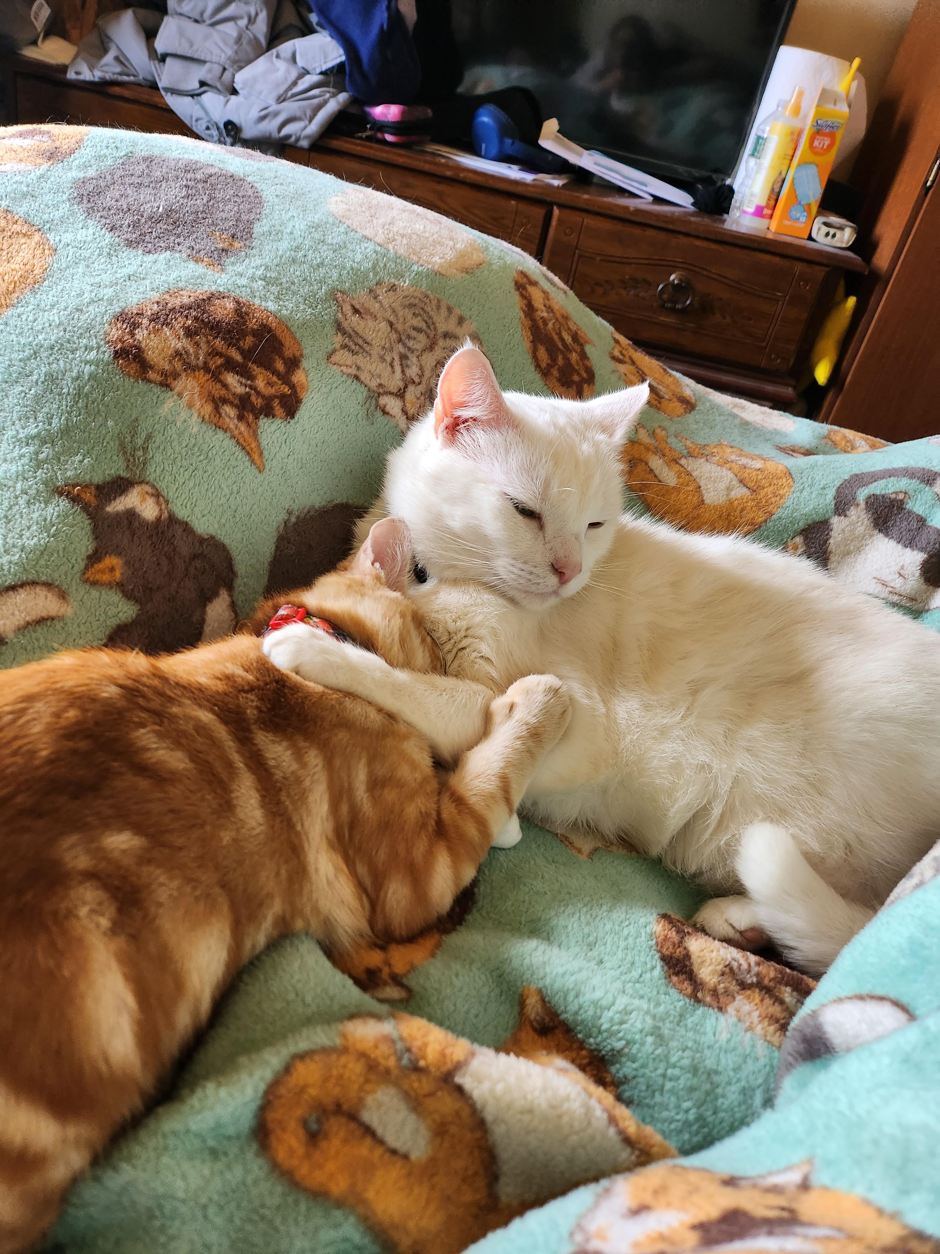 Love, Hate, or Siblings? Casper and Percy have a complicated relationship | Scrolller