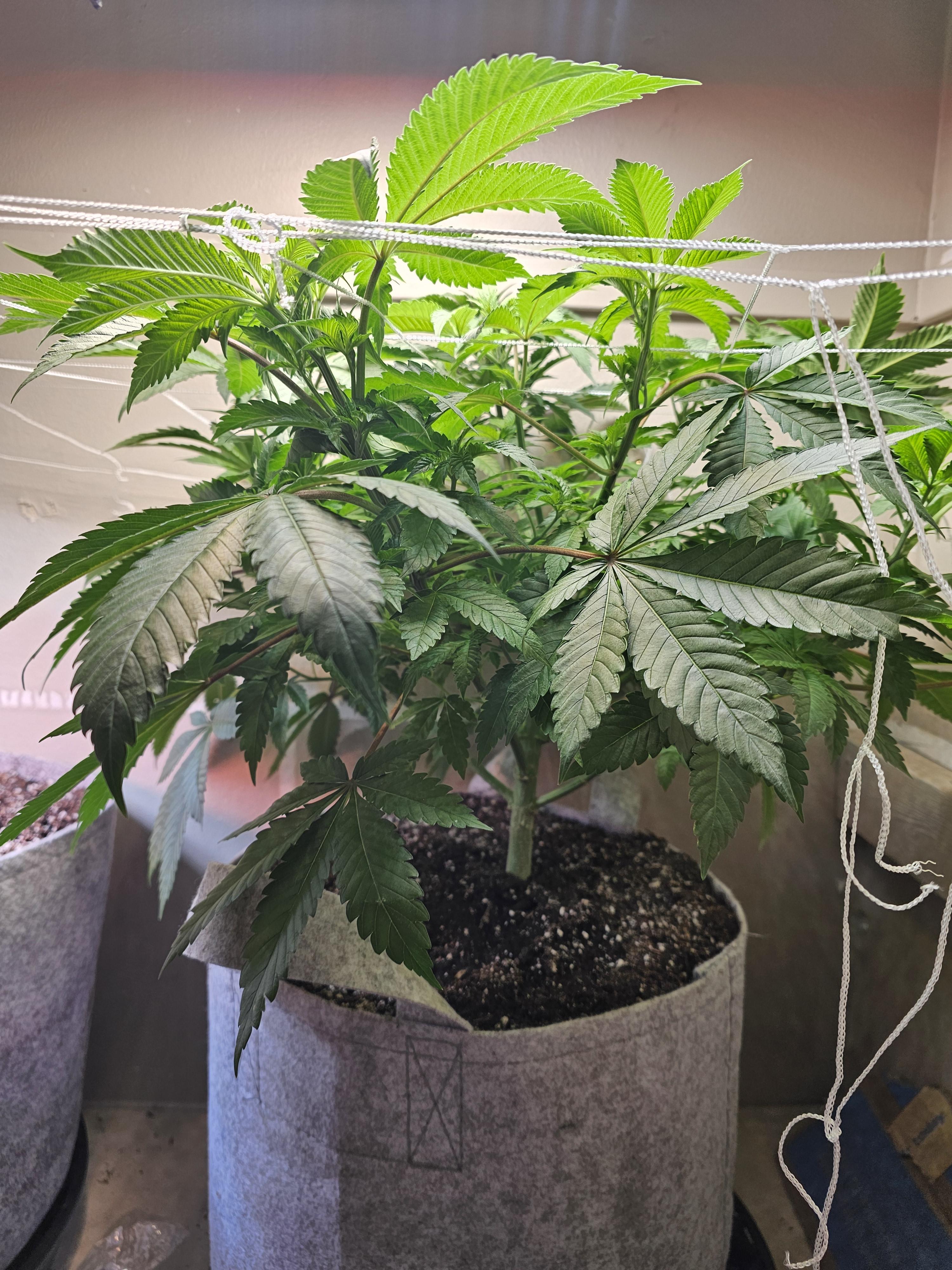 First plant | Scrolller