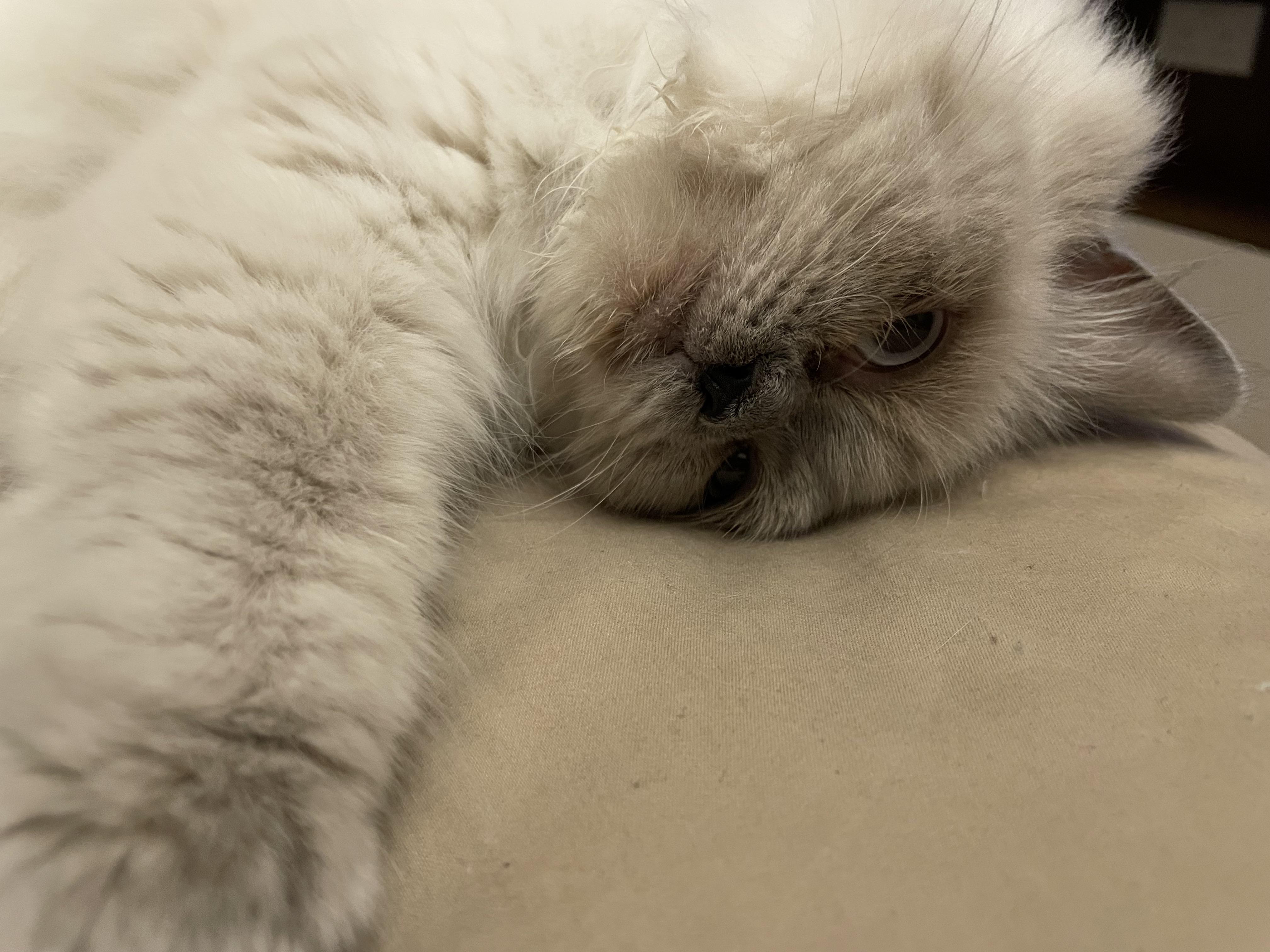 Lil Cootie | Scrolller