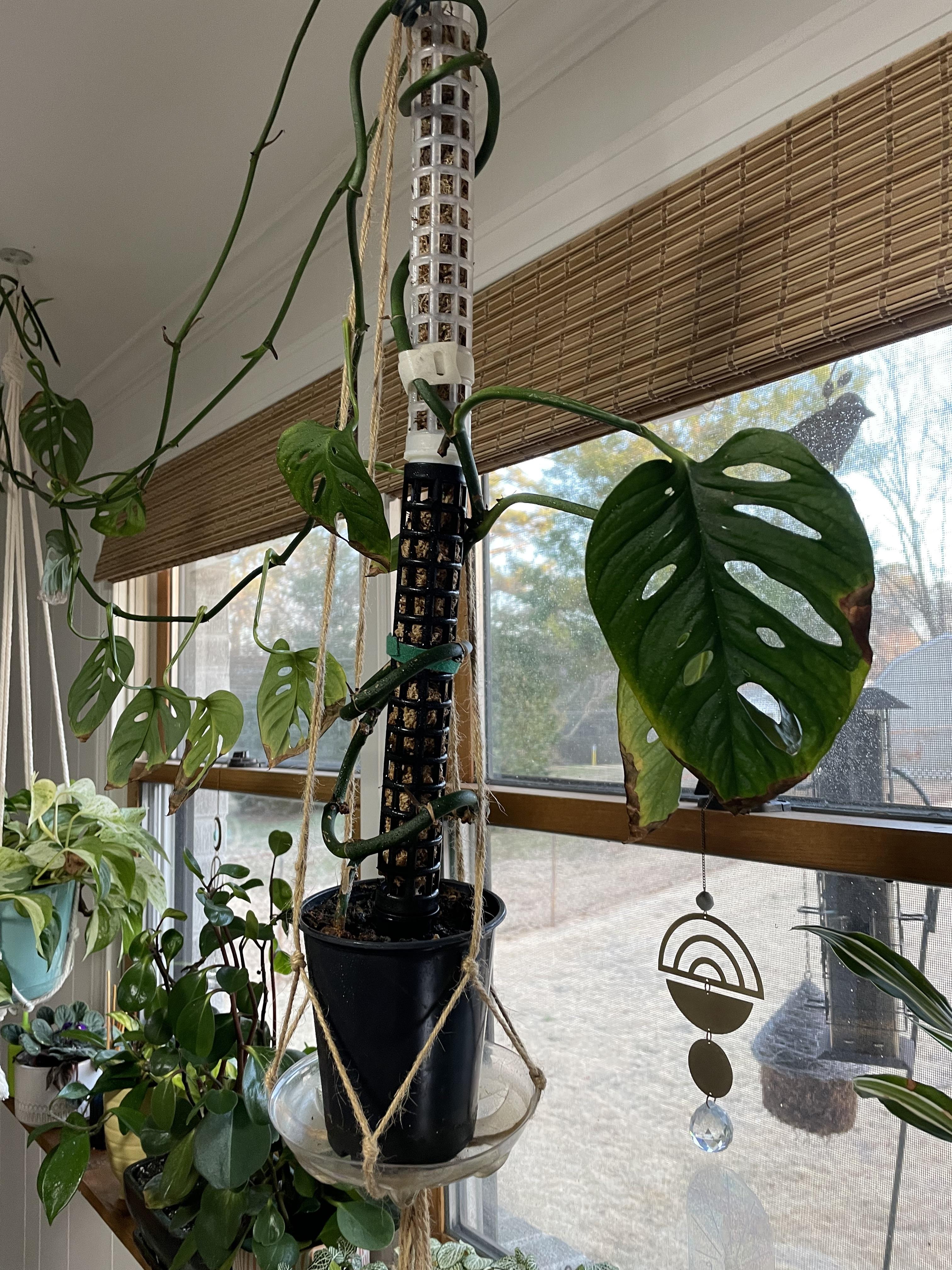 Like the rose from Beauty and the Beast… | Scrolller