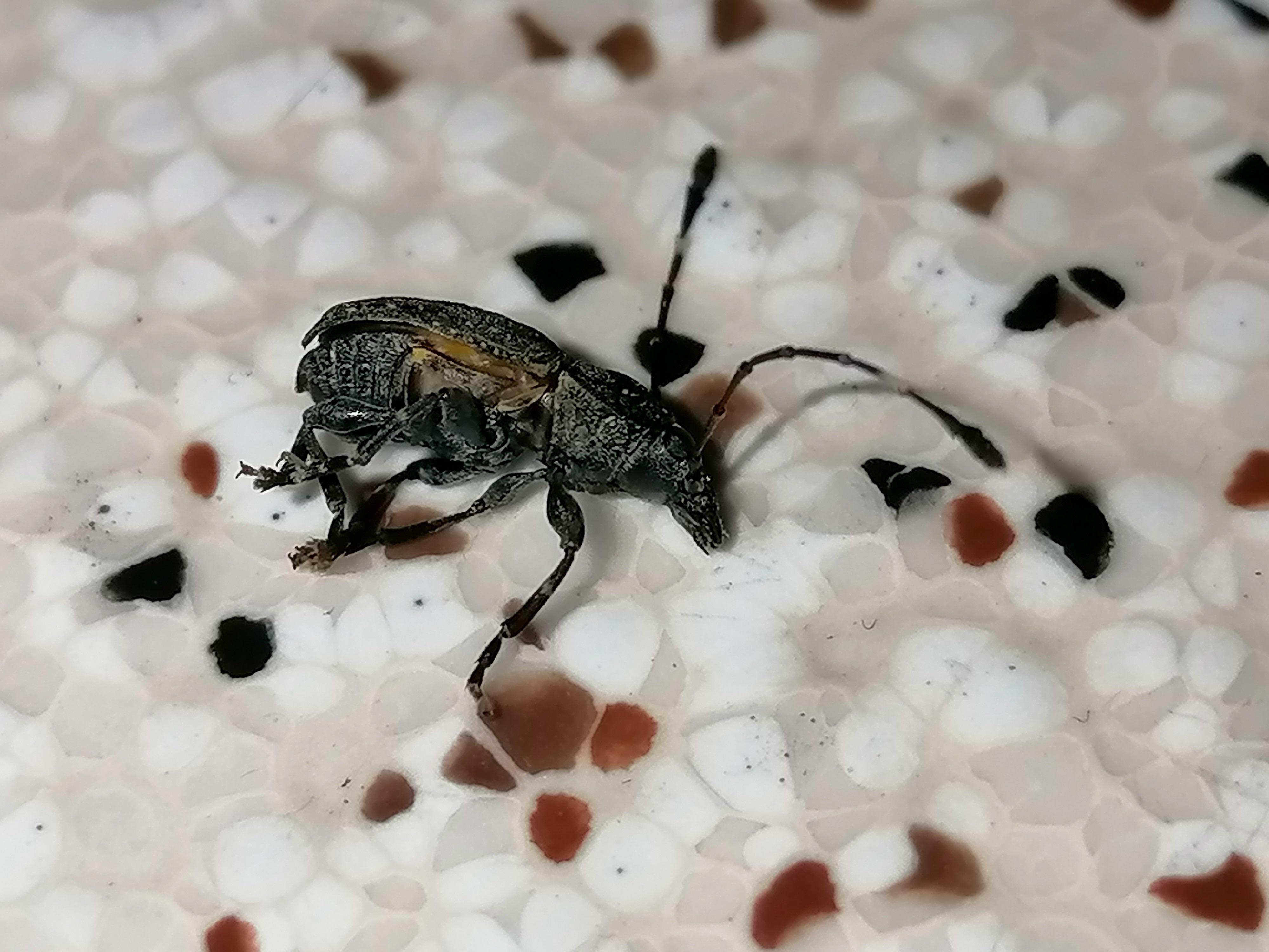 Hello, does anyone know what this insect is called? I saw it in my ...