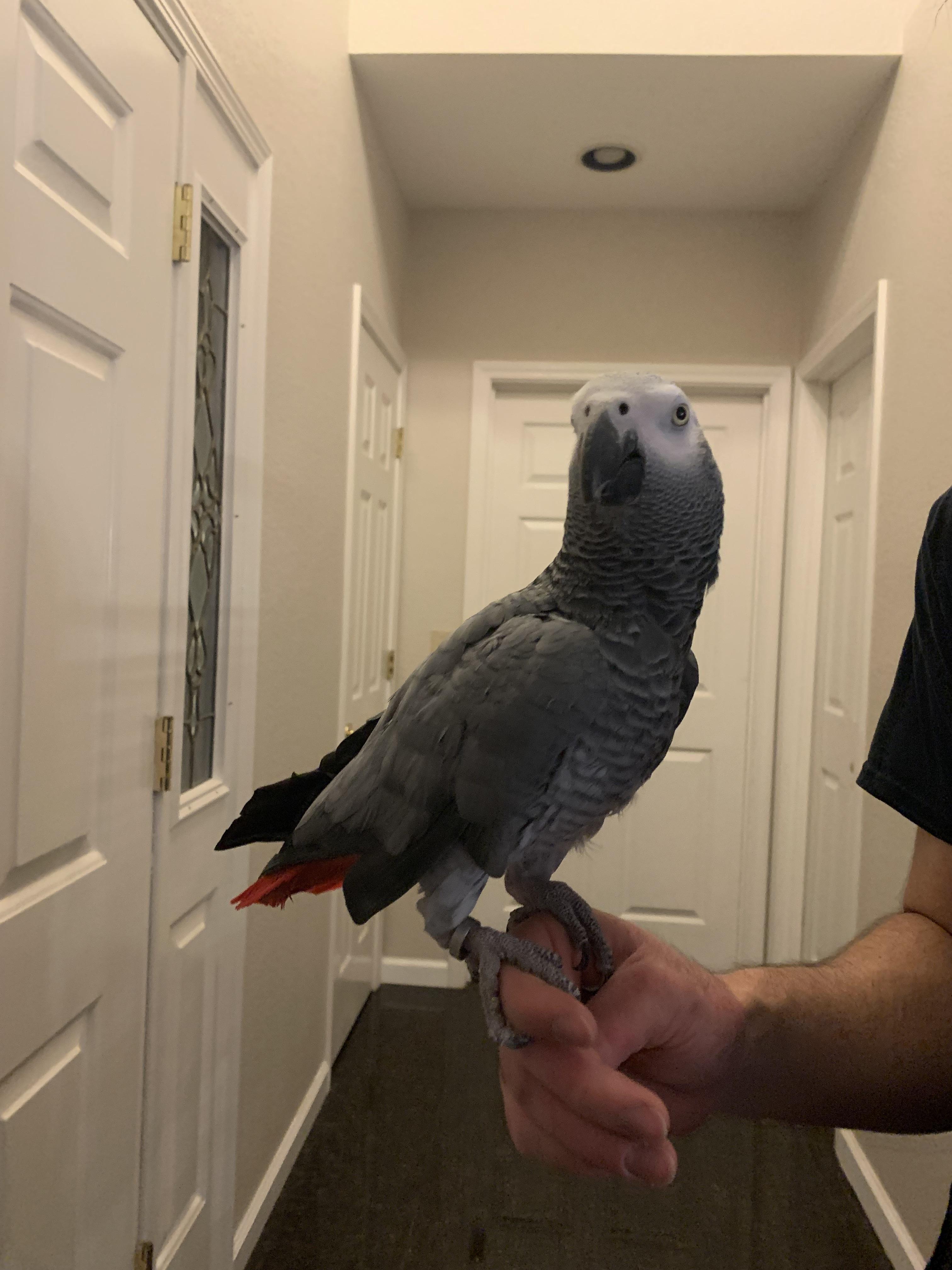 Made a statue to match my partner’s african grey parrot | Scrolller