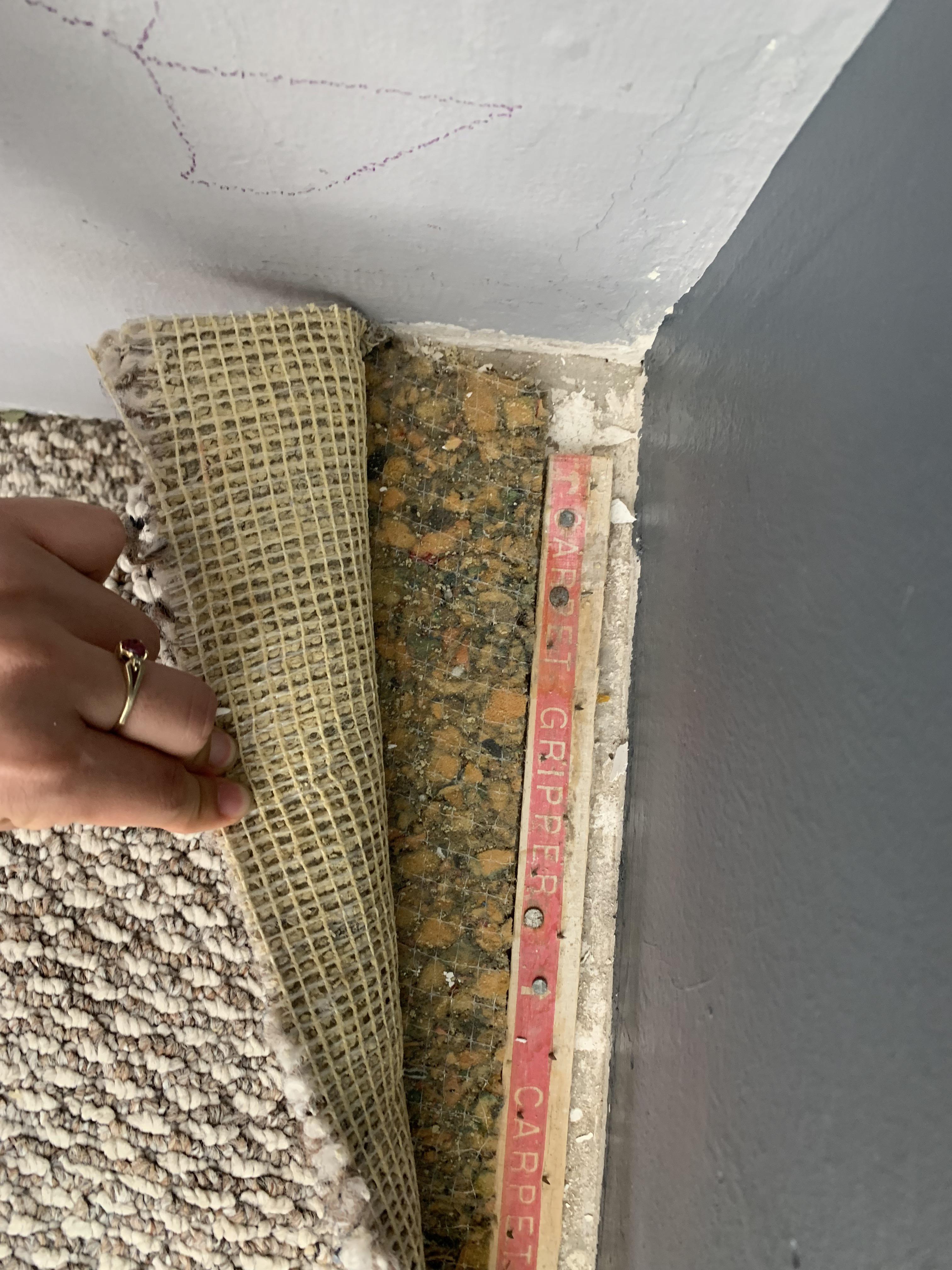 Discover more like Home: Is this mold under my carpet floor? and Related Content | Scrolller