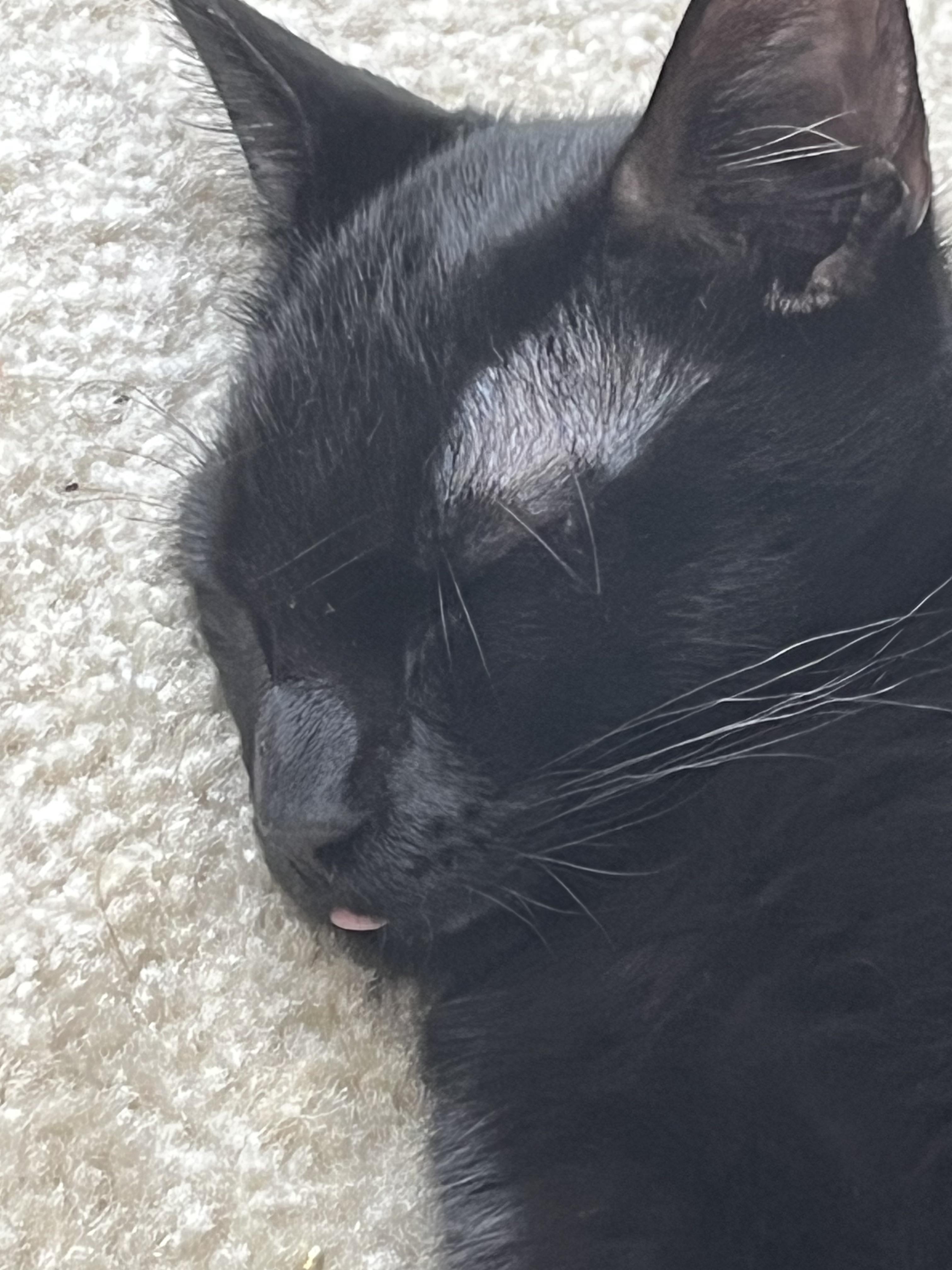 Our little void, Lucille (Lucy) | Scrolller