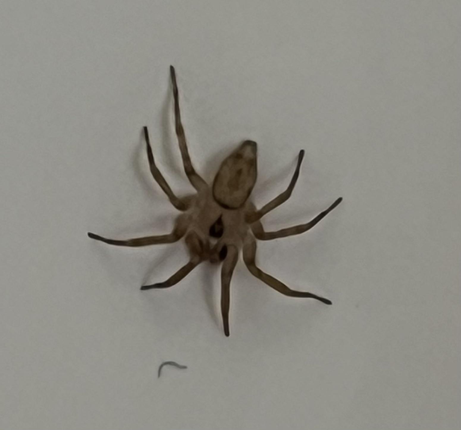 Help identifying spider | Scrolller