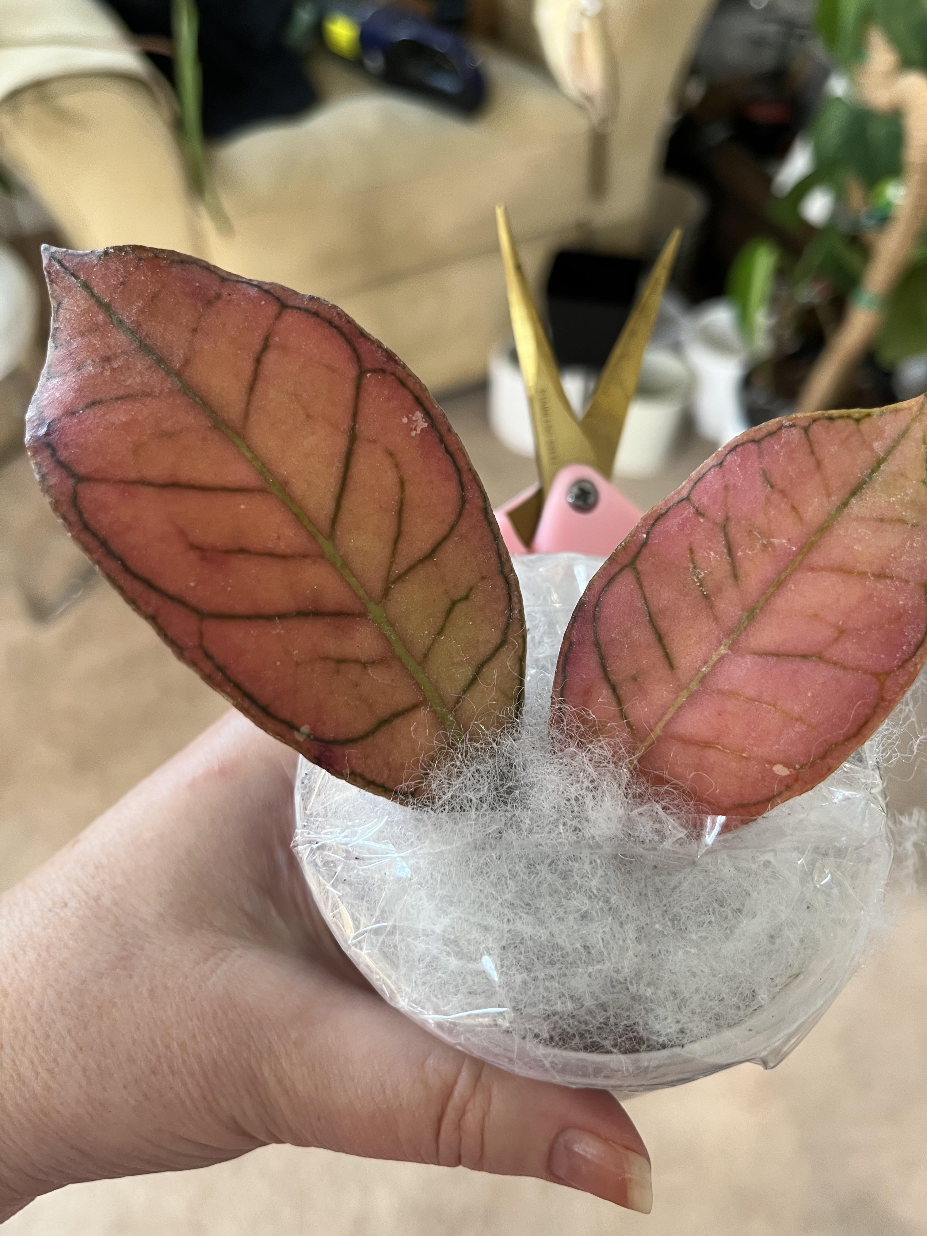 Hoya Gunung Gading | Scrolller