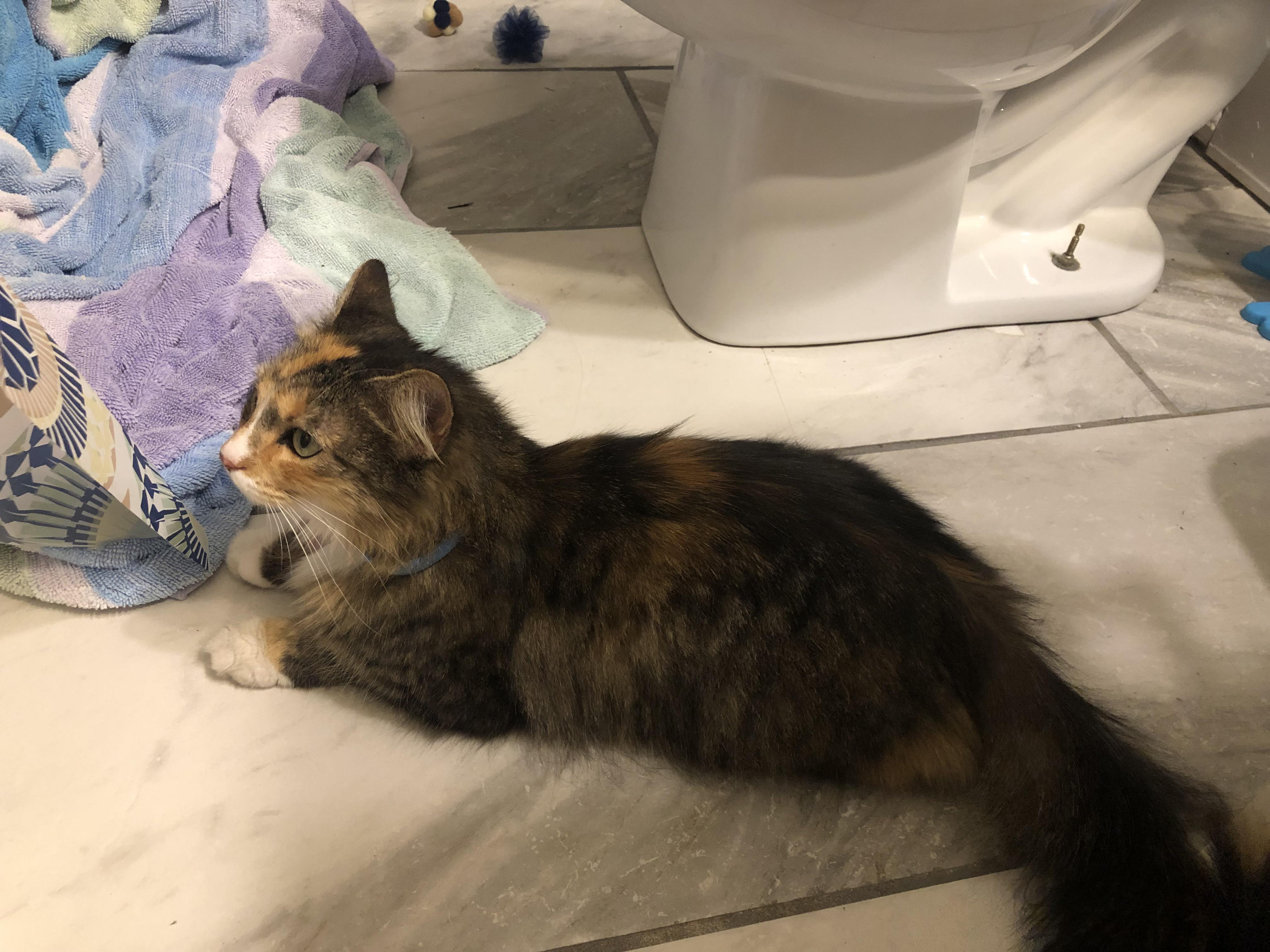 Meet Mochi! Does anyone know how old she might be? | Scrolller