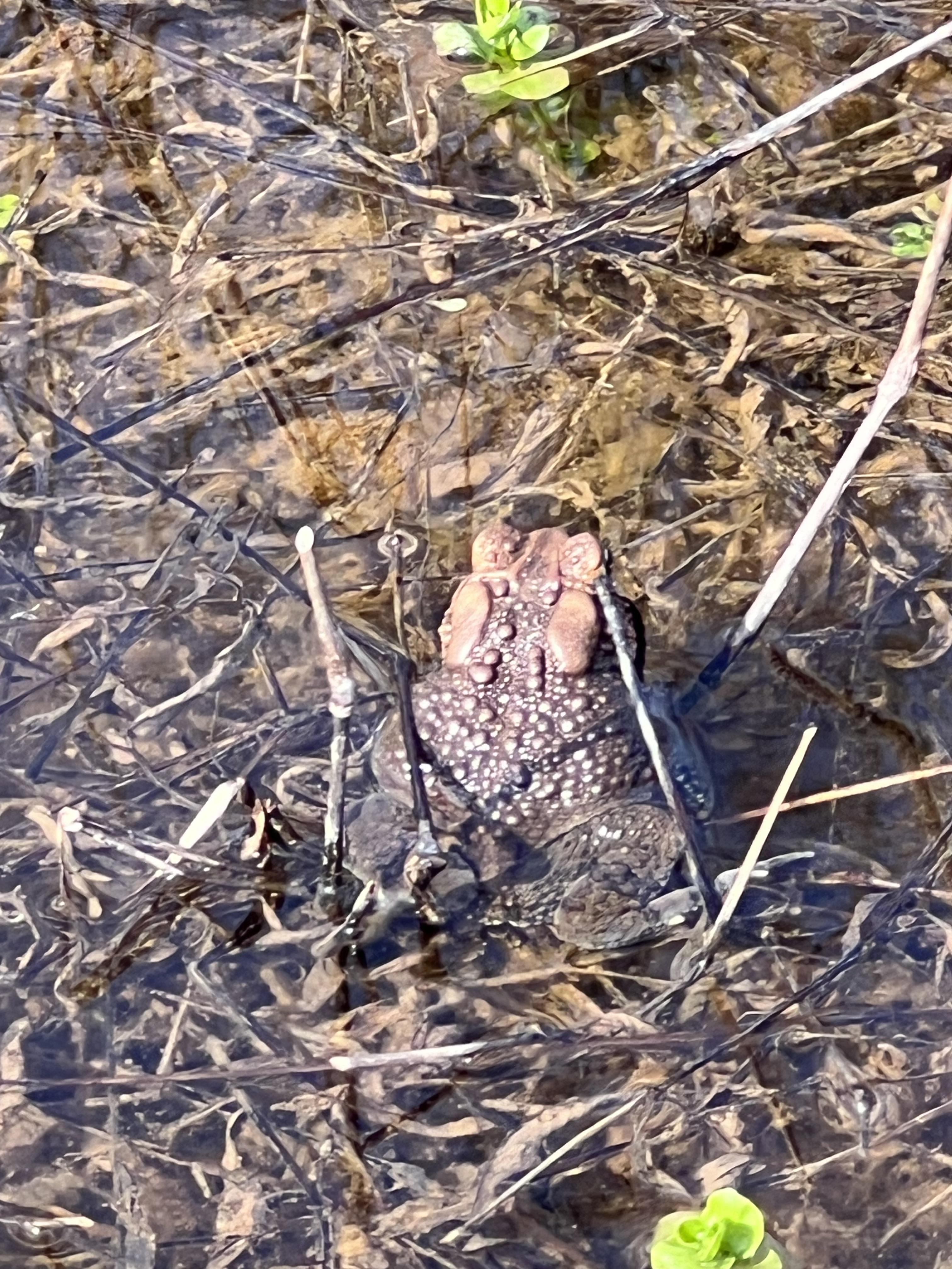 Can anyone help me identify these toads? | Scrolller