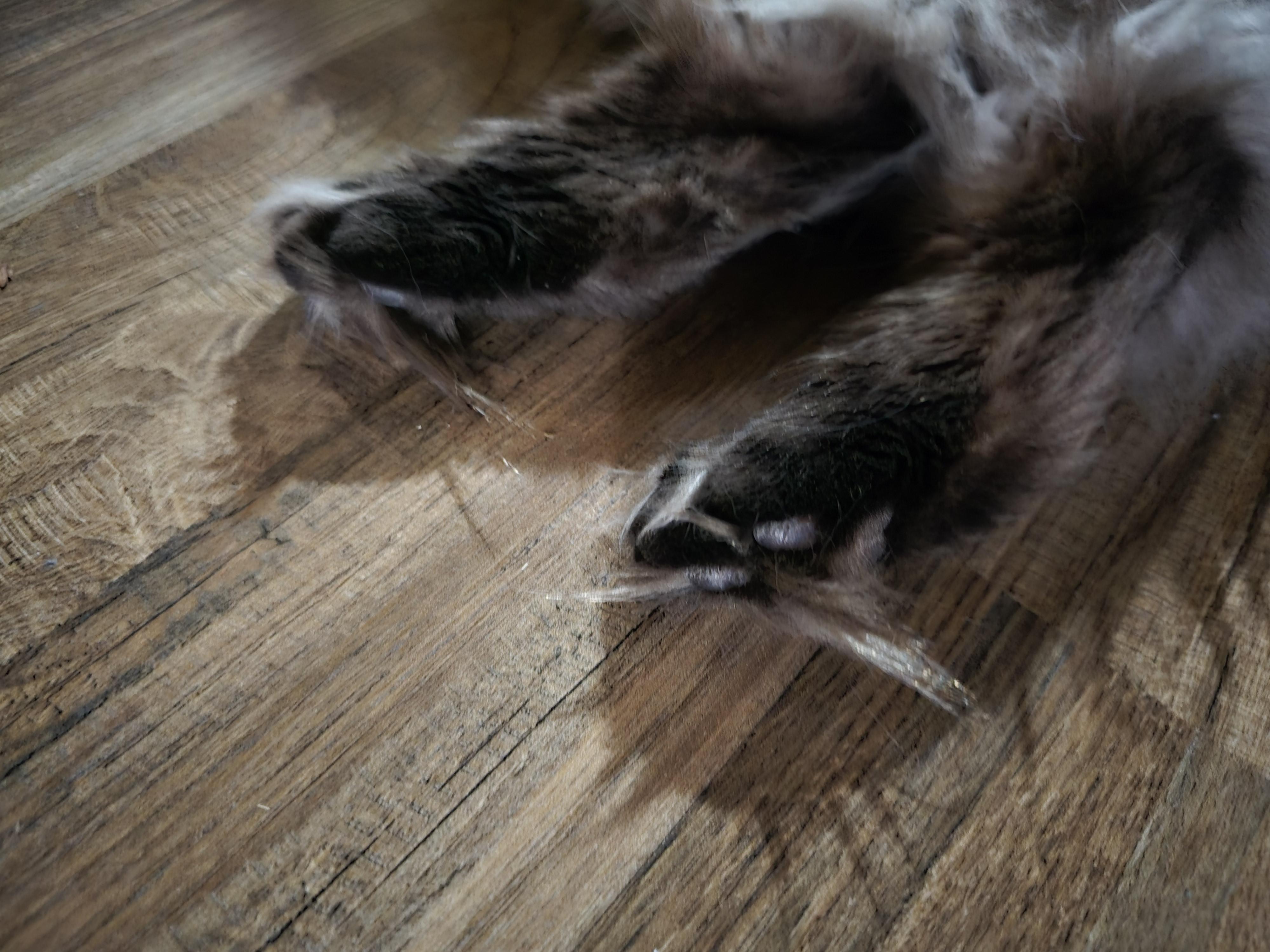 Our chonky Queen | Scrolller