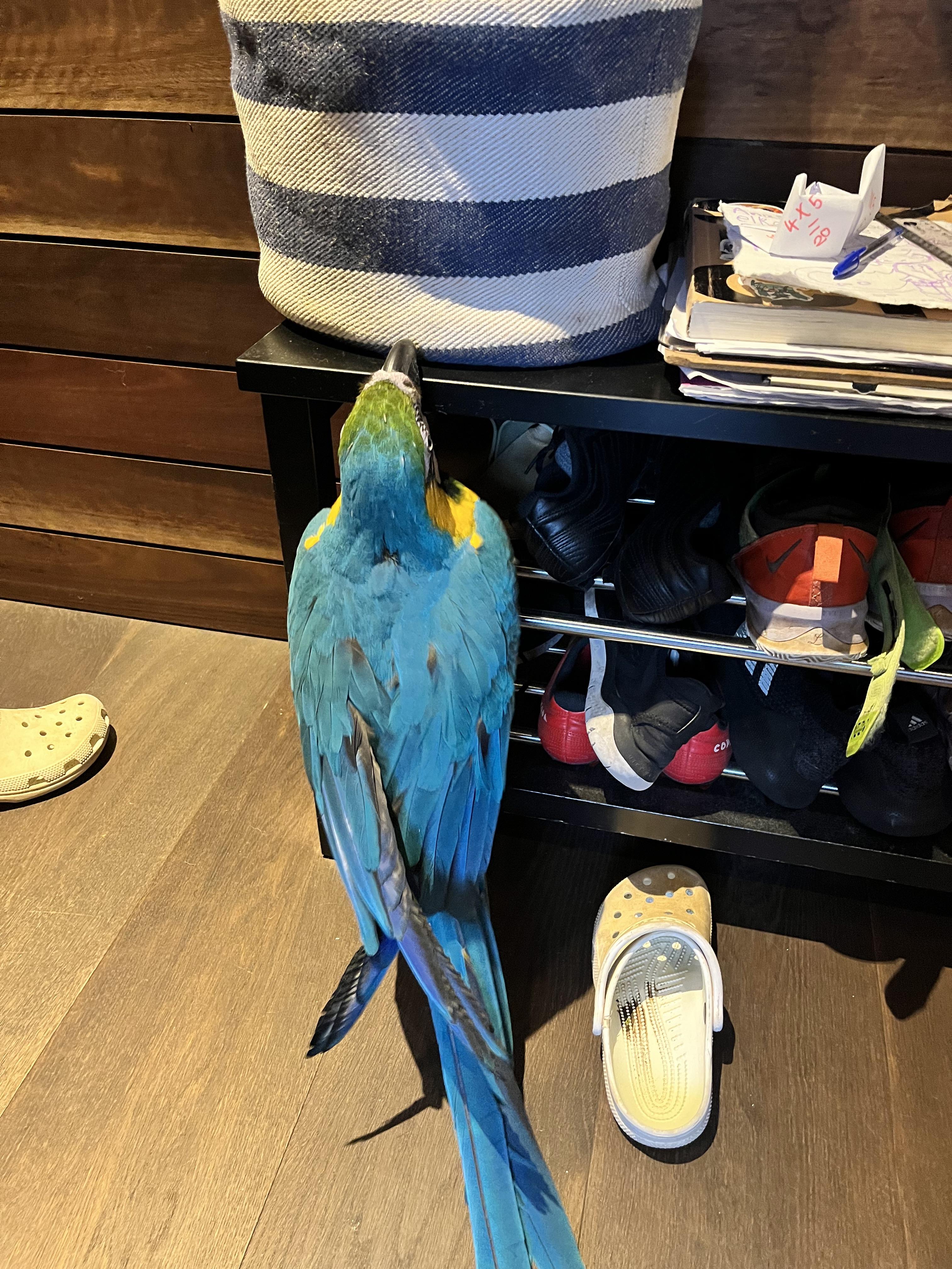 Zazu is very cranky right now because he just got a cage mate | Scrolller