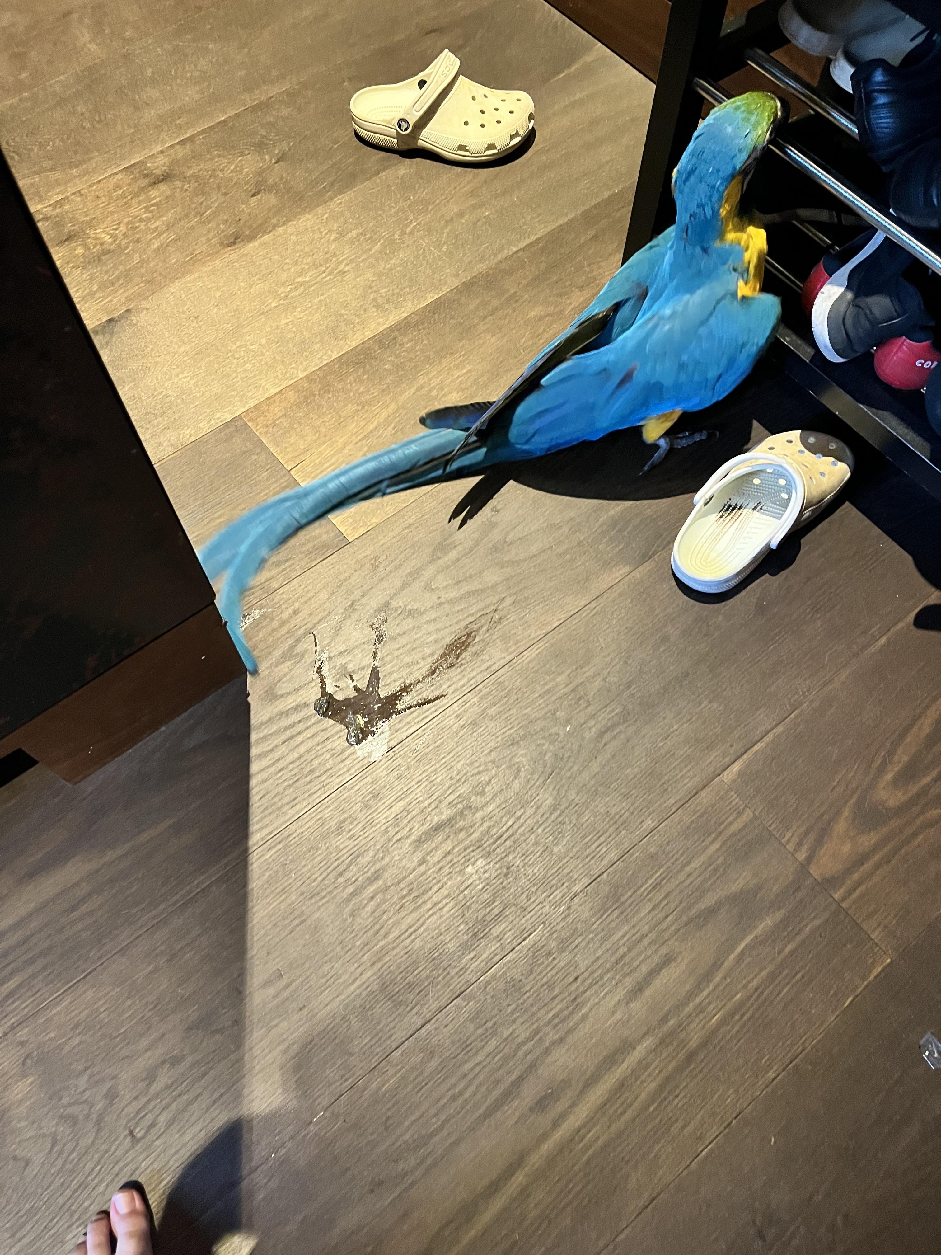 Zazu is very cranky right now because he just got a cage mate | Scrolller