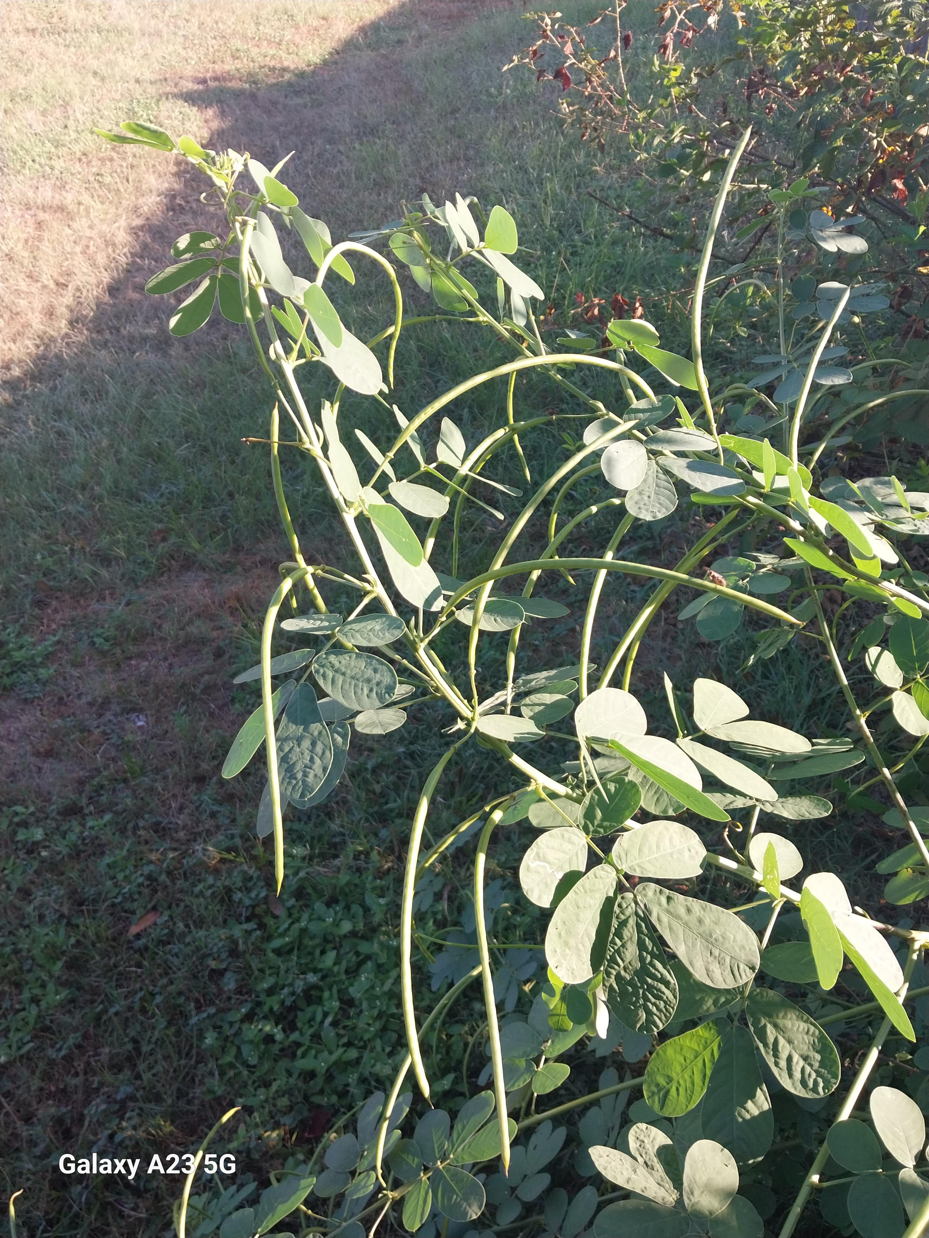 What is this growing in my backyard | Scrolller