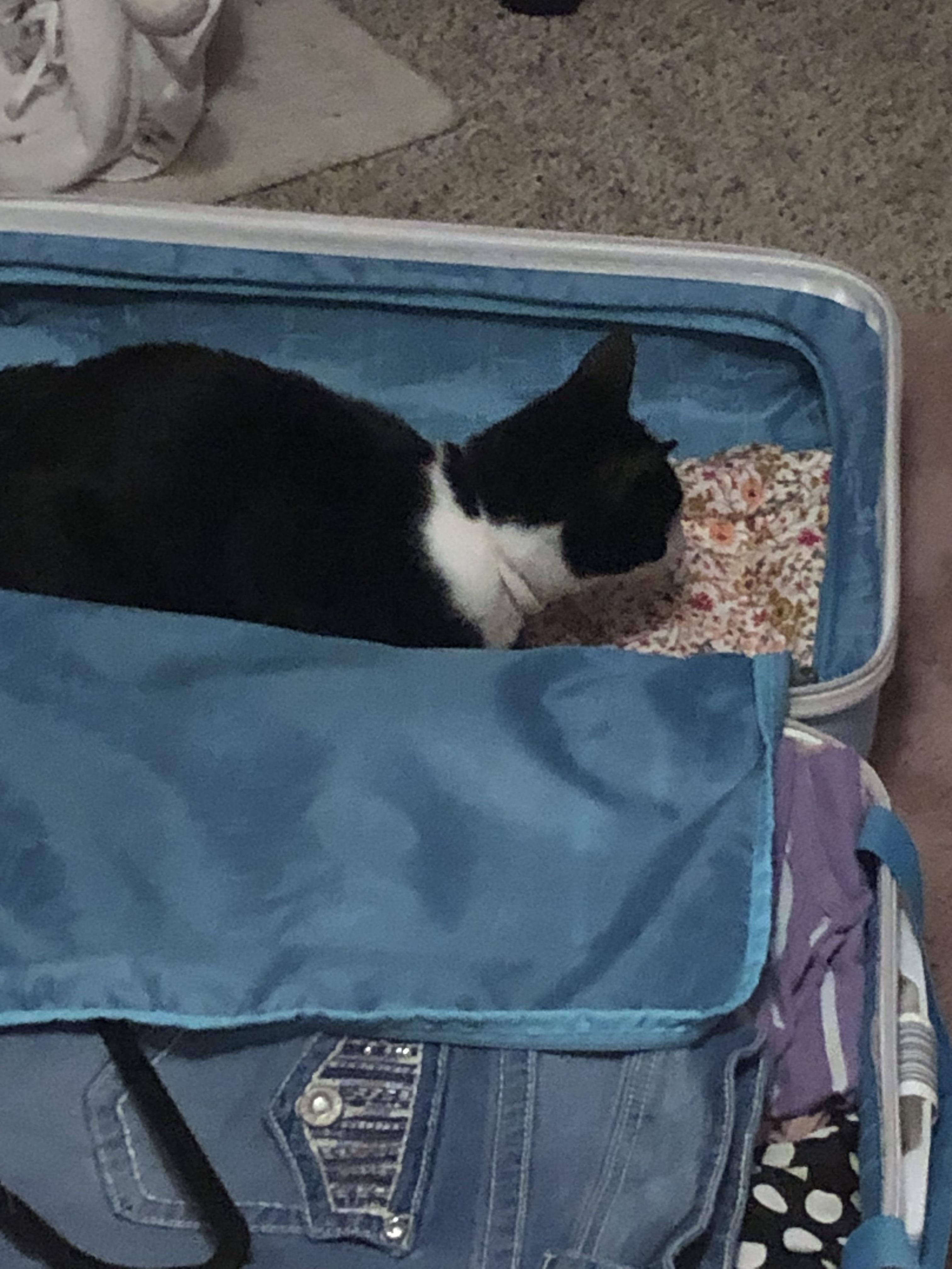 Can’t forget to pack my tuxedo! 😂 | Scrolller