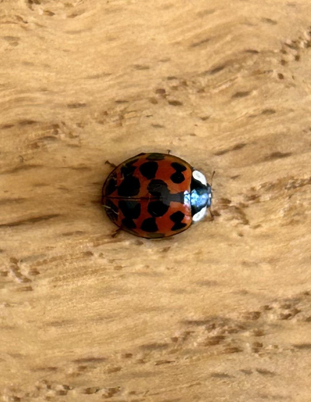 Ladybug or Asian Beetle? | Scrolller