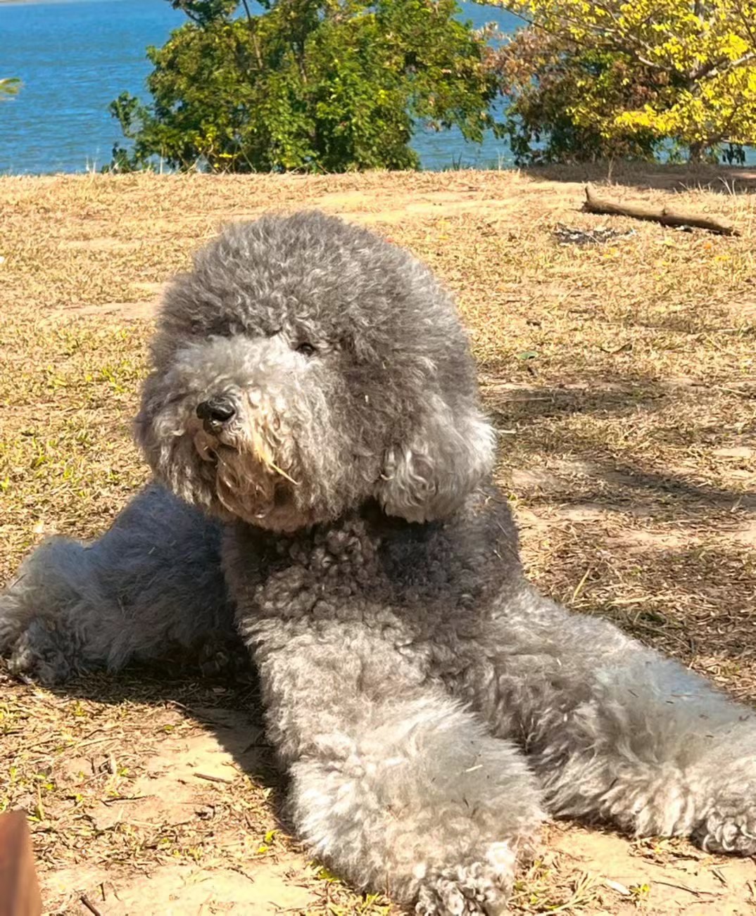 [OC]Before and after grooming, lol! | Scrolller