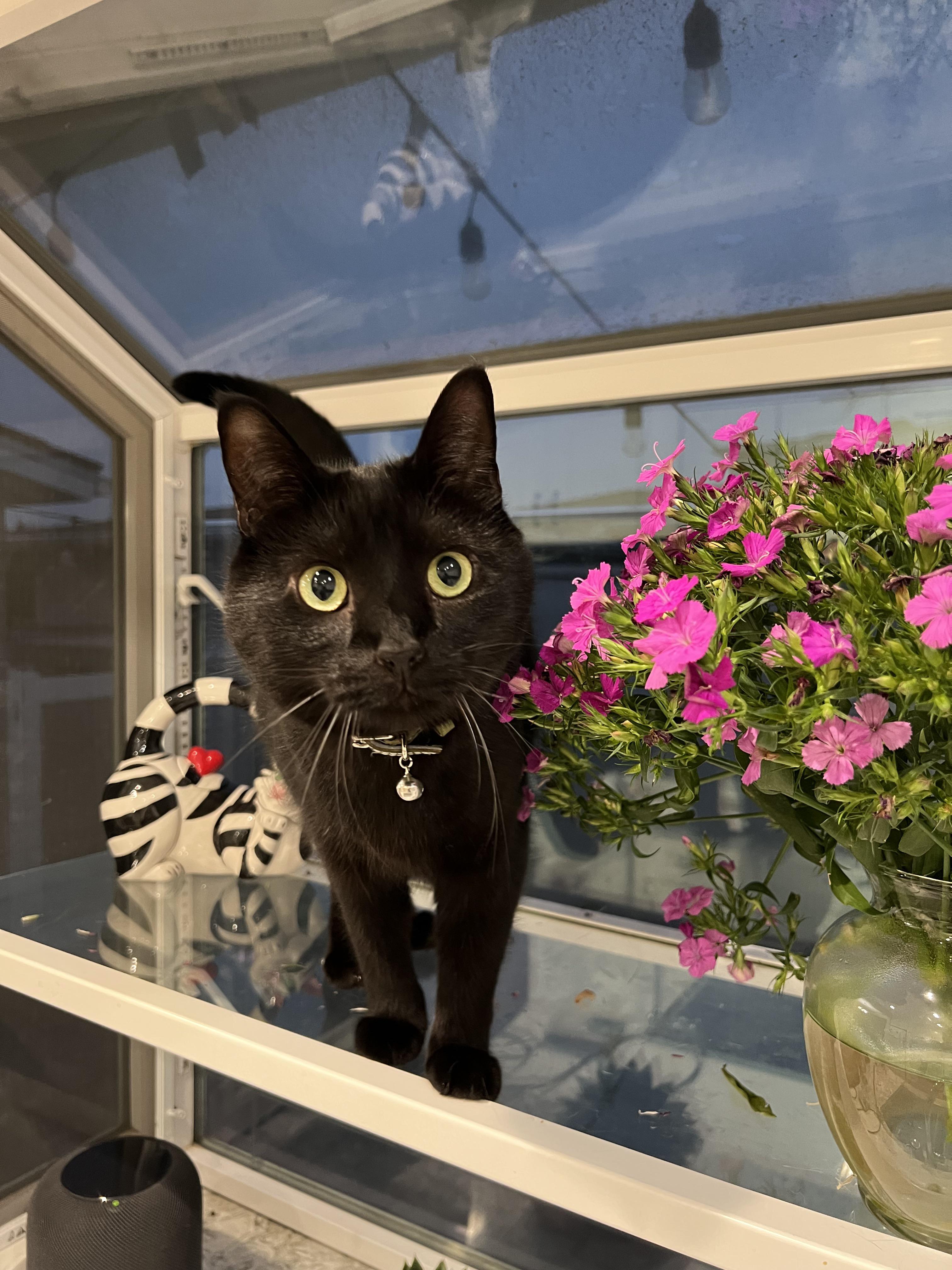 Meet Rocket! | Scrolller