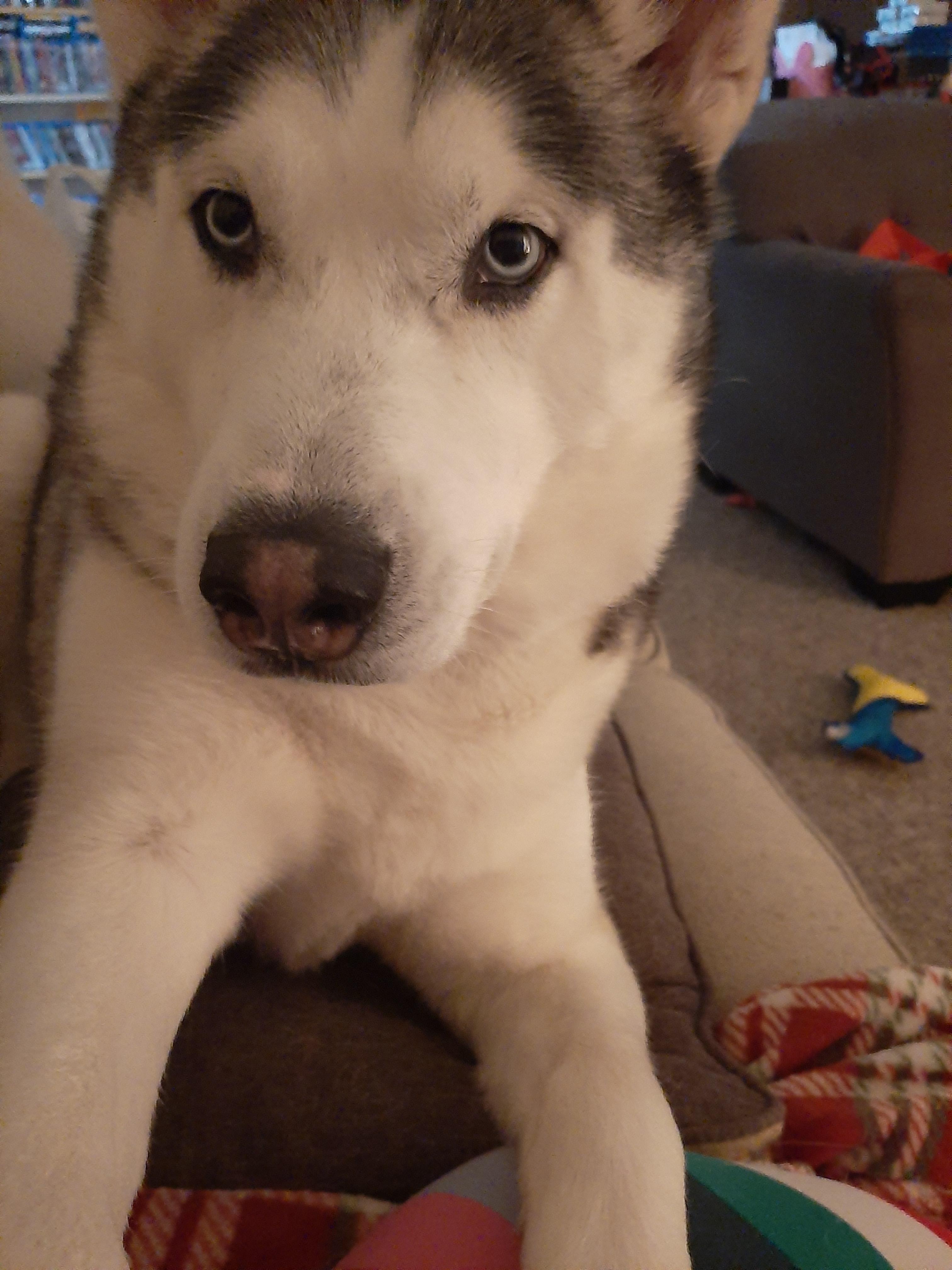 Brush recommendations | Scrolller