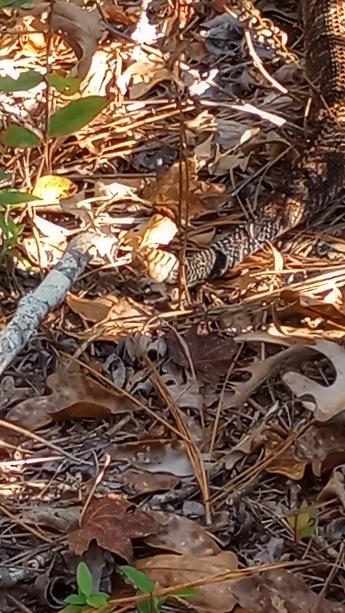 Watch for the danger noodles | Scrolller