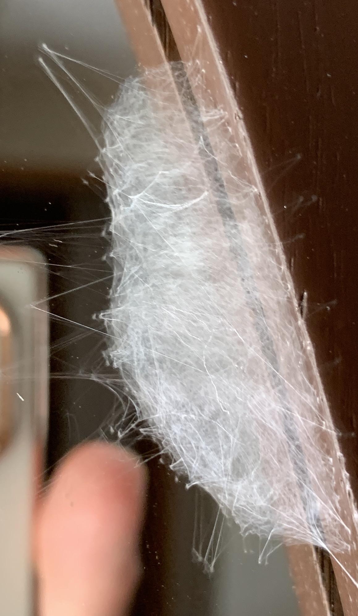 Northwest, Indiana USA. Spider web? Cocoon? | Scrolller