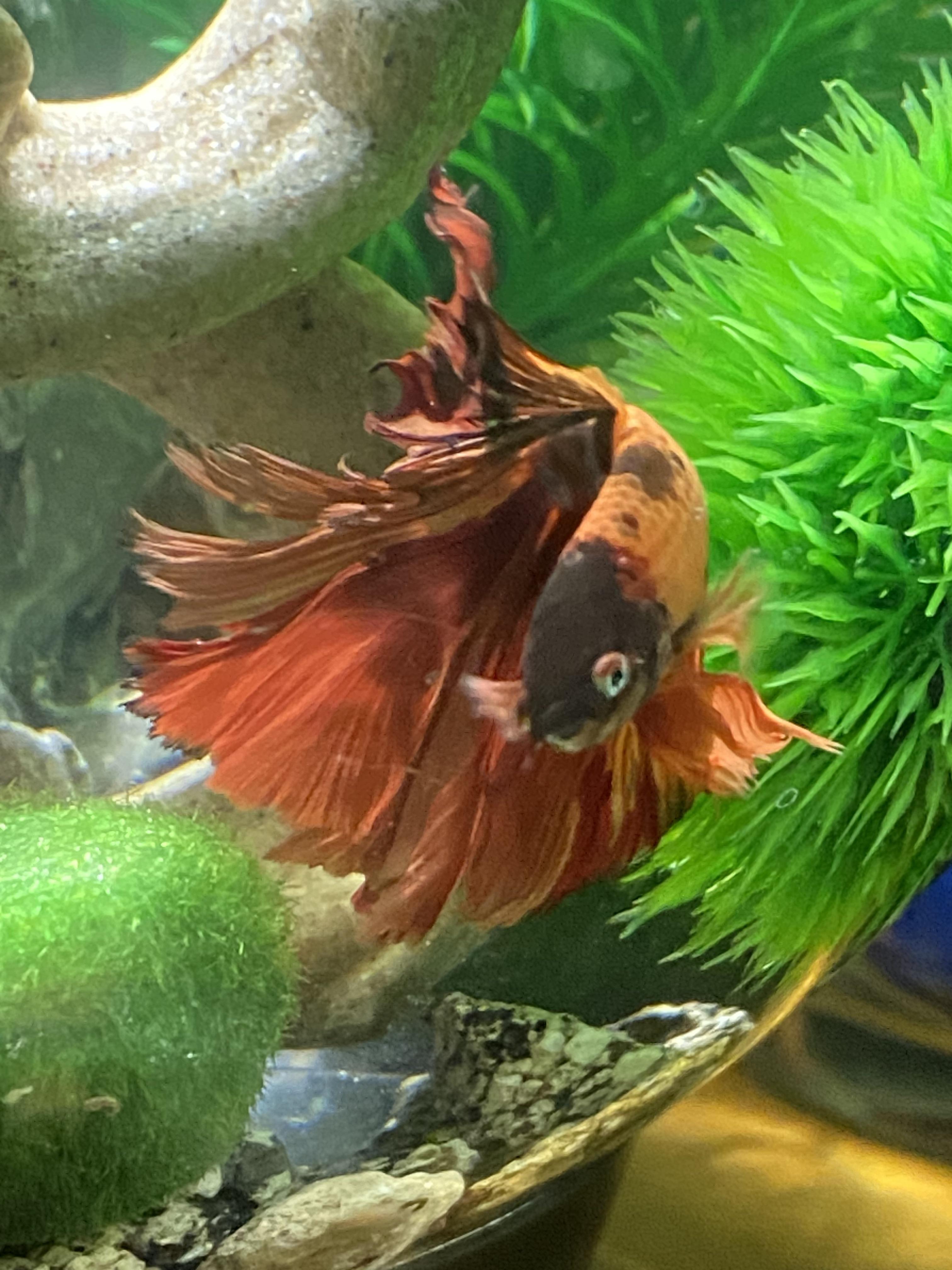 Meet Flash! So handsome | Scrolller