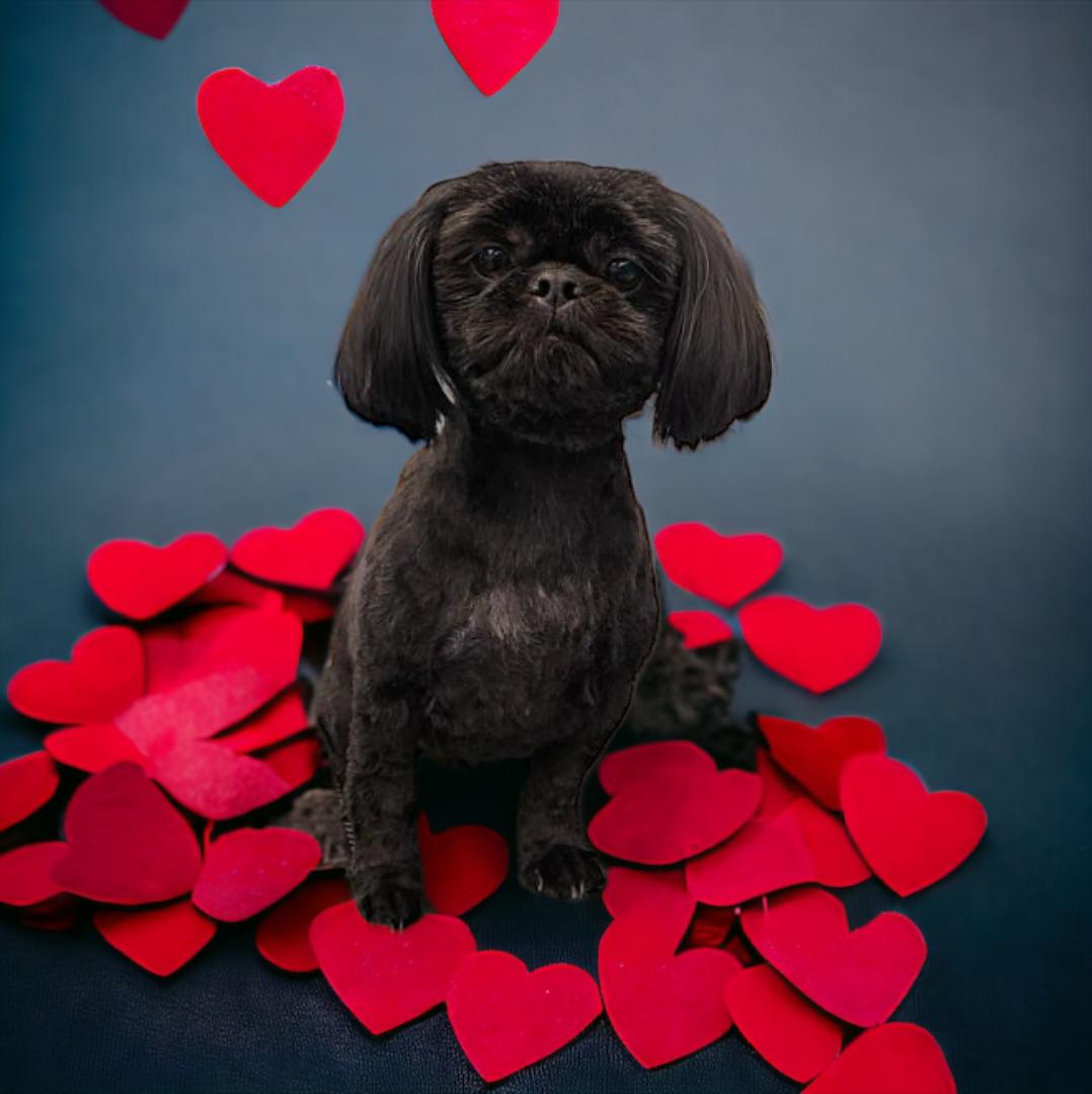 Groom day | Scrolller