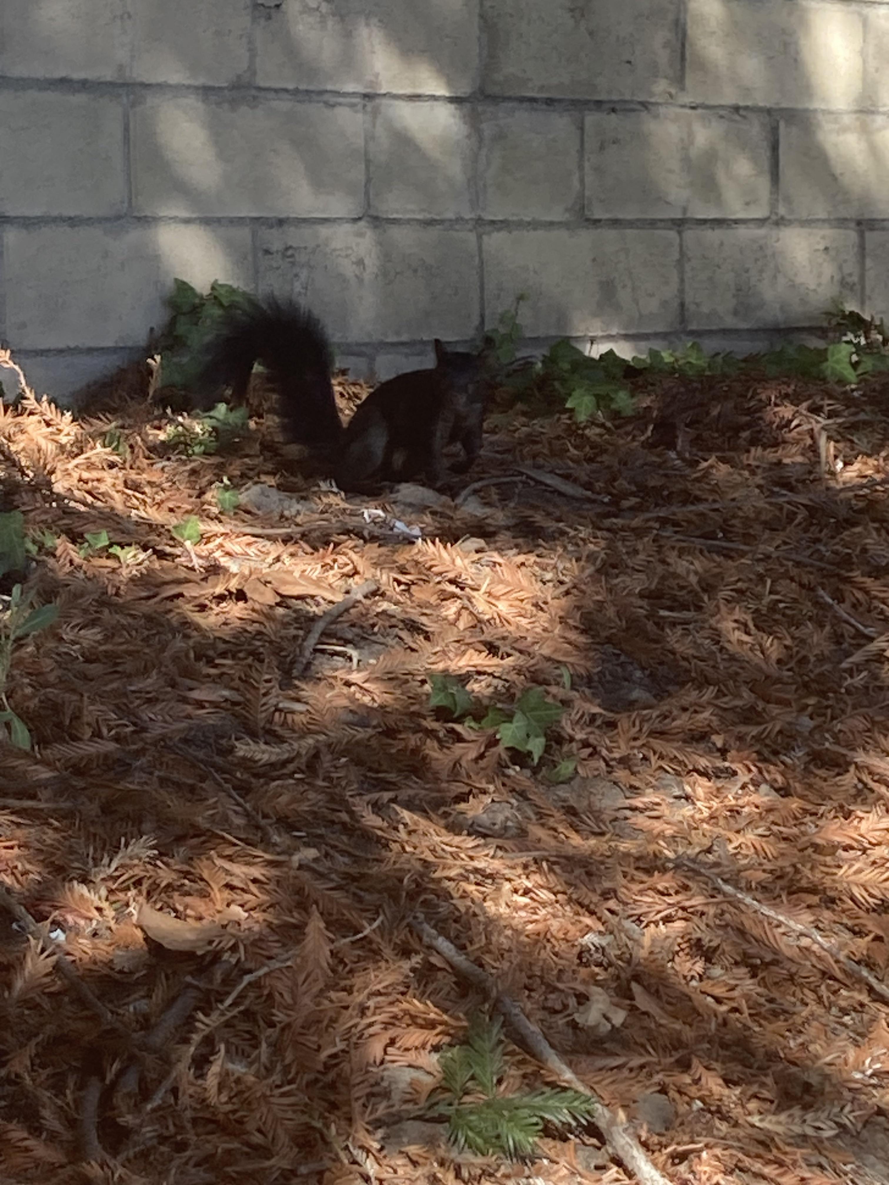 Thought this sun might appreciate these black squirrels | Scrolller
