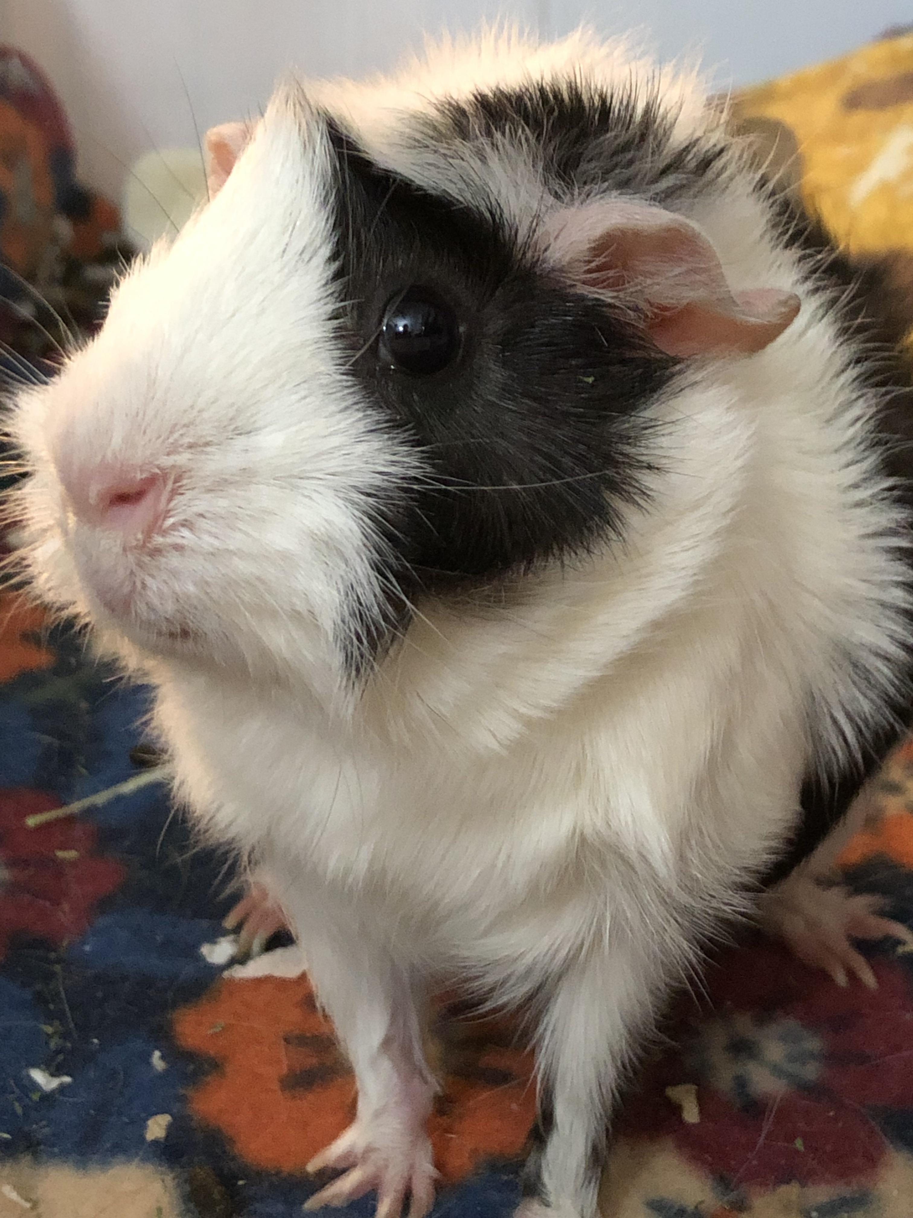 Honey Bee turns 8 weeks! | Scrolller