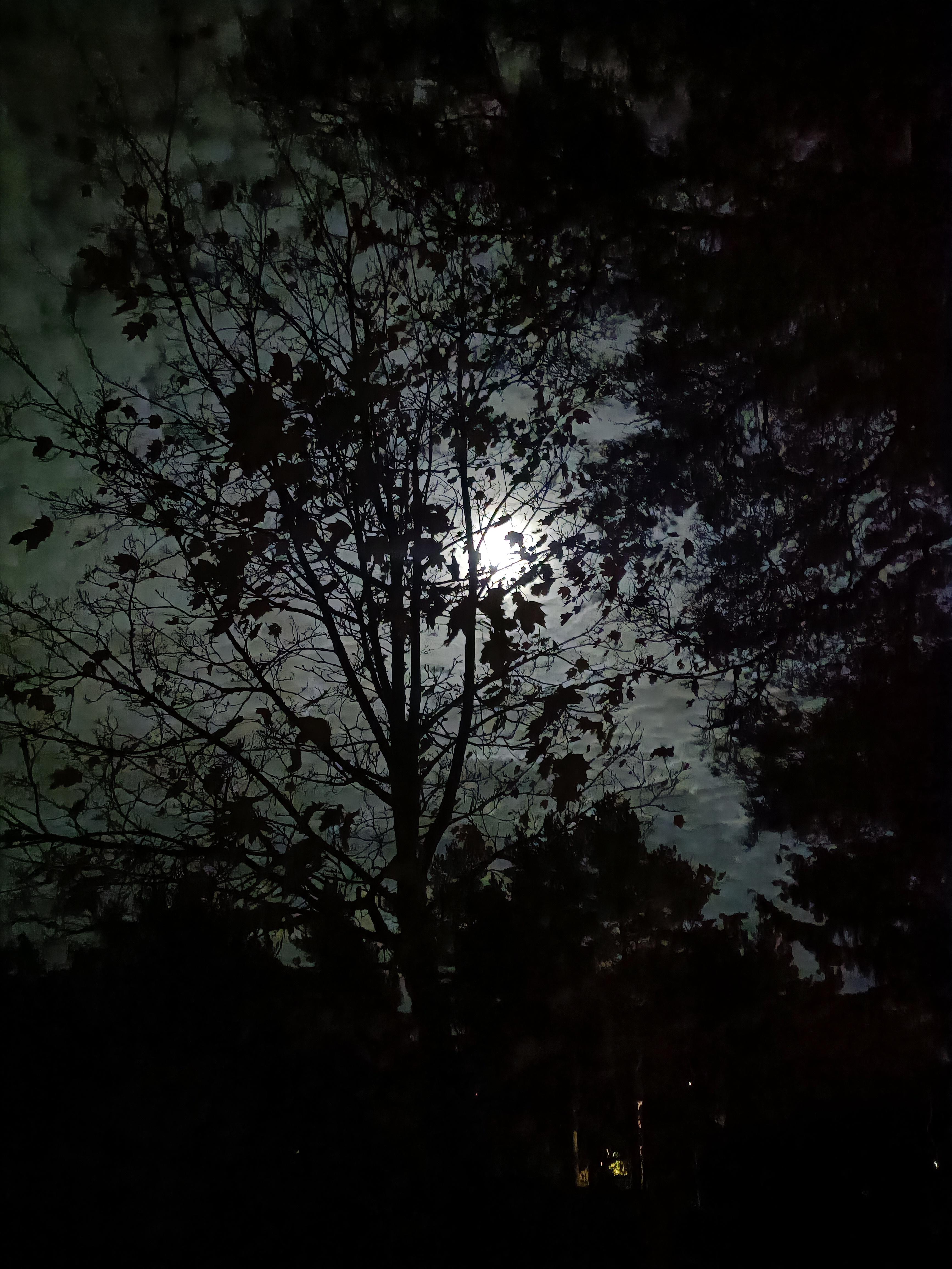 Discover more like TheNightFeeling: Moonlight and Related Content | Scrolller