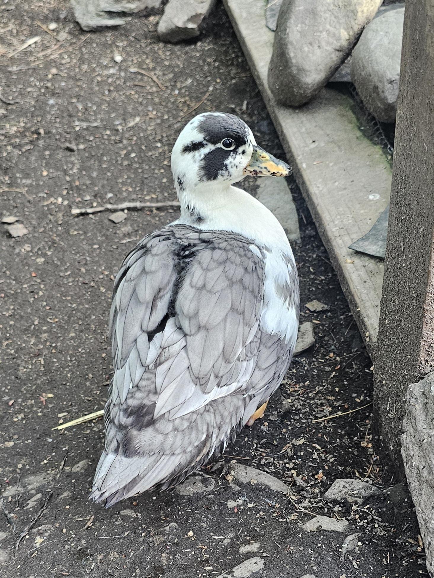 She is almost all grow'd up! From tribal baybee to my beautiful borb Zoriyah! | Scrolller